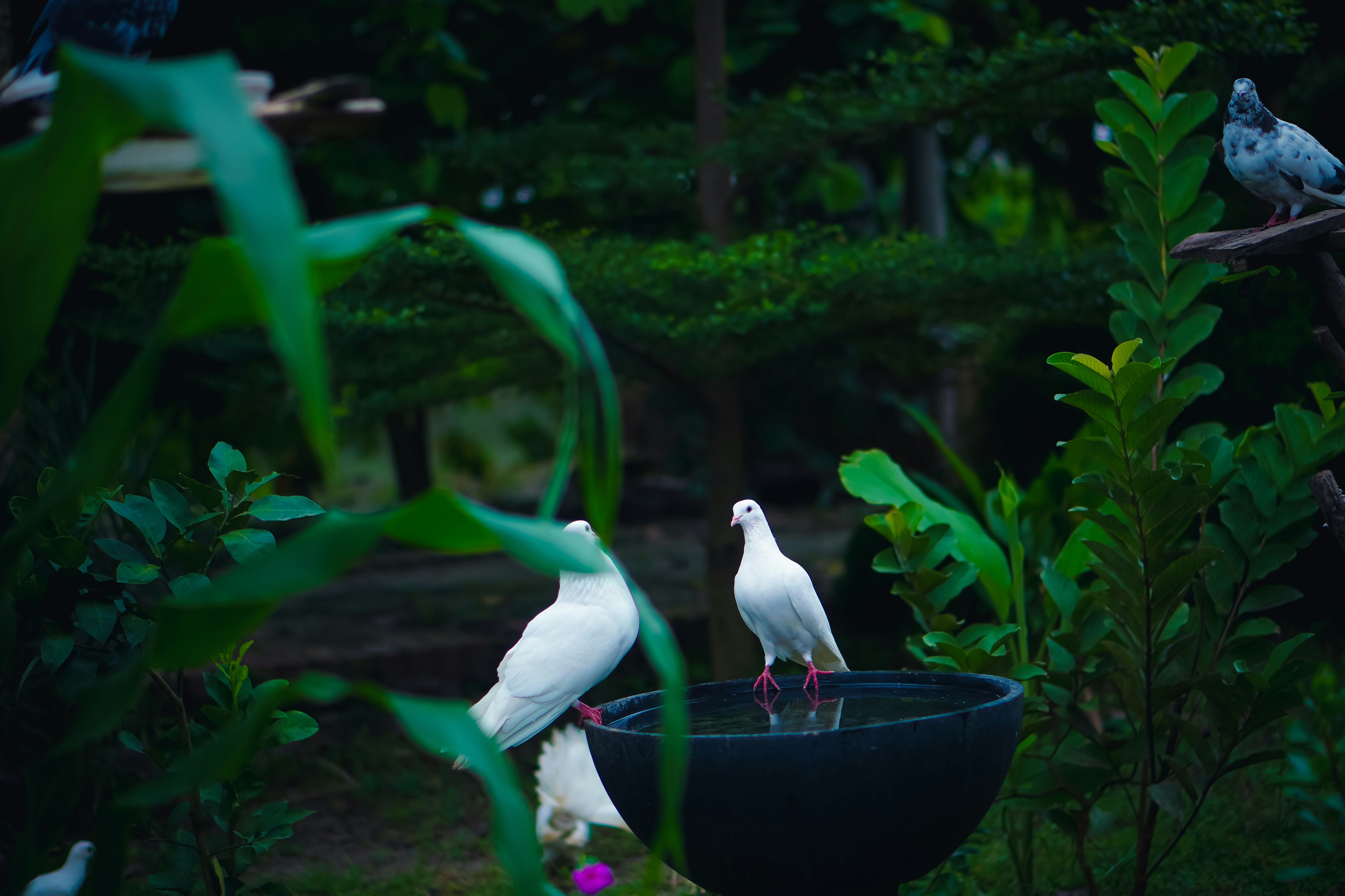 A serene photograph capturing two white doves perched gracefully on the edge of a black water bowl in a lush green garden. The tranquil setting is enriched with vibrant foliage, tall leaves, and other pigeons resting nearby, creating a peaceful and harmonious natural scene. The reflection of the doves on the water adds depth and calmness to the image. This picture beautifully symbolizes purity, peace, and nature’s quiet moments — ideal for use in environmental, wildlife, and lifestyle content.