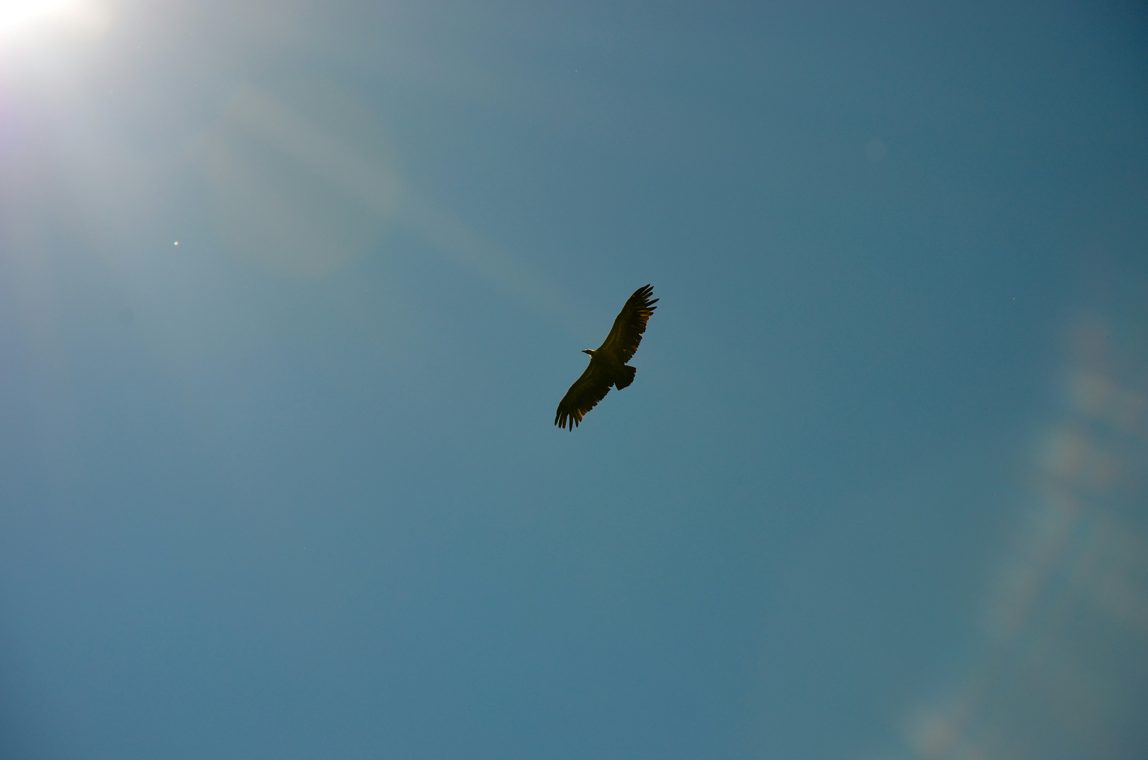 A bird of prey soaring in a clear blue sky.