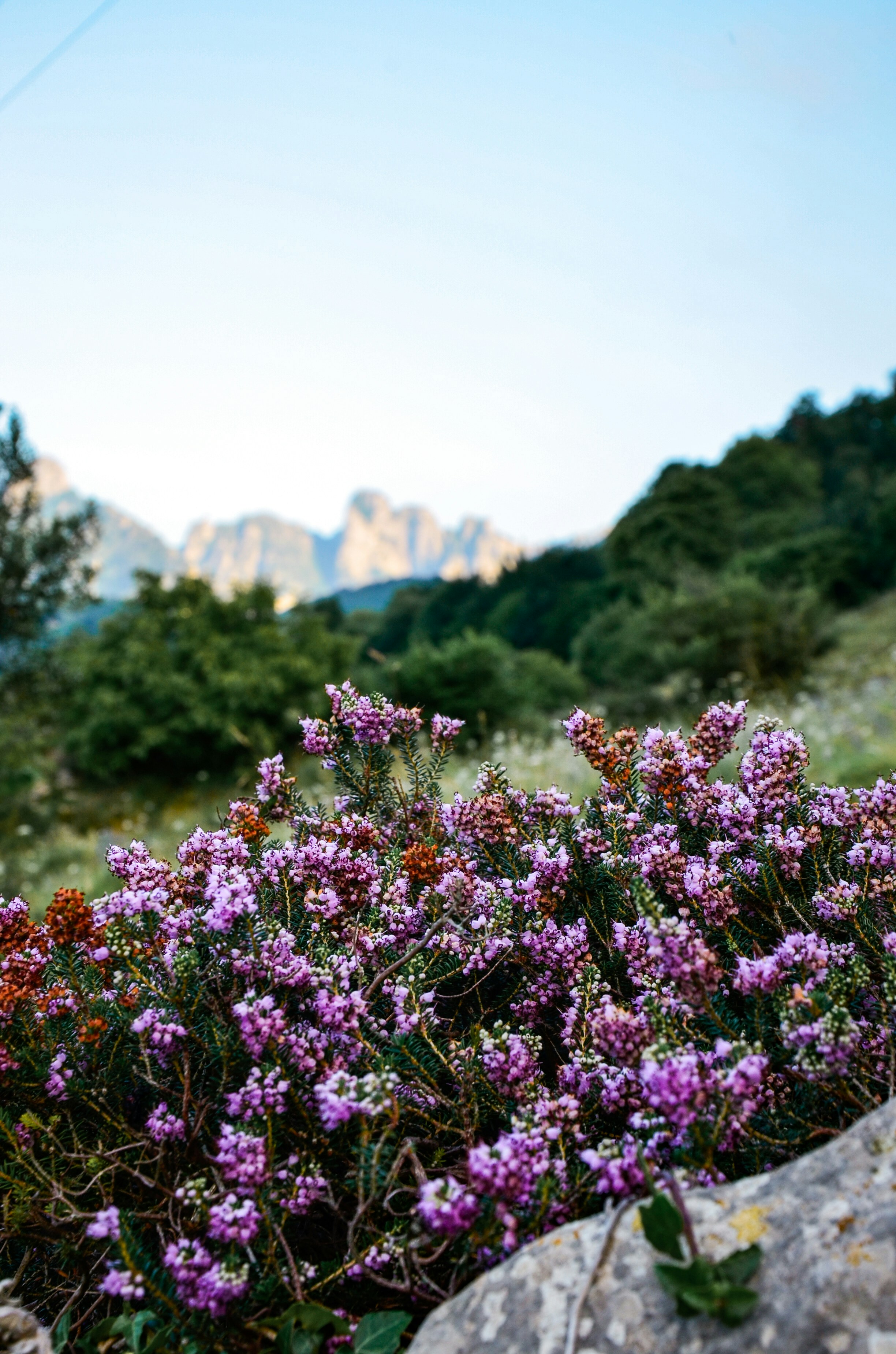 Vibrant pink and purple wildflowers bloom in the foreground, set against a backdrop of majestic mountains and lush greenery.