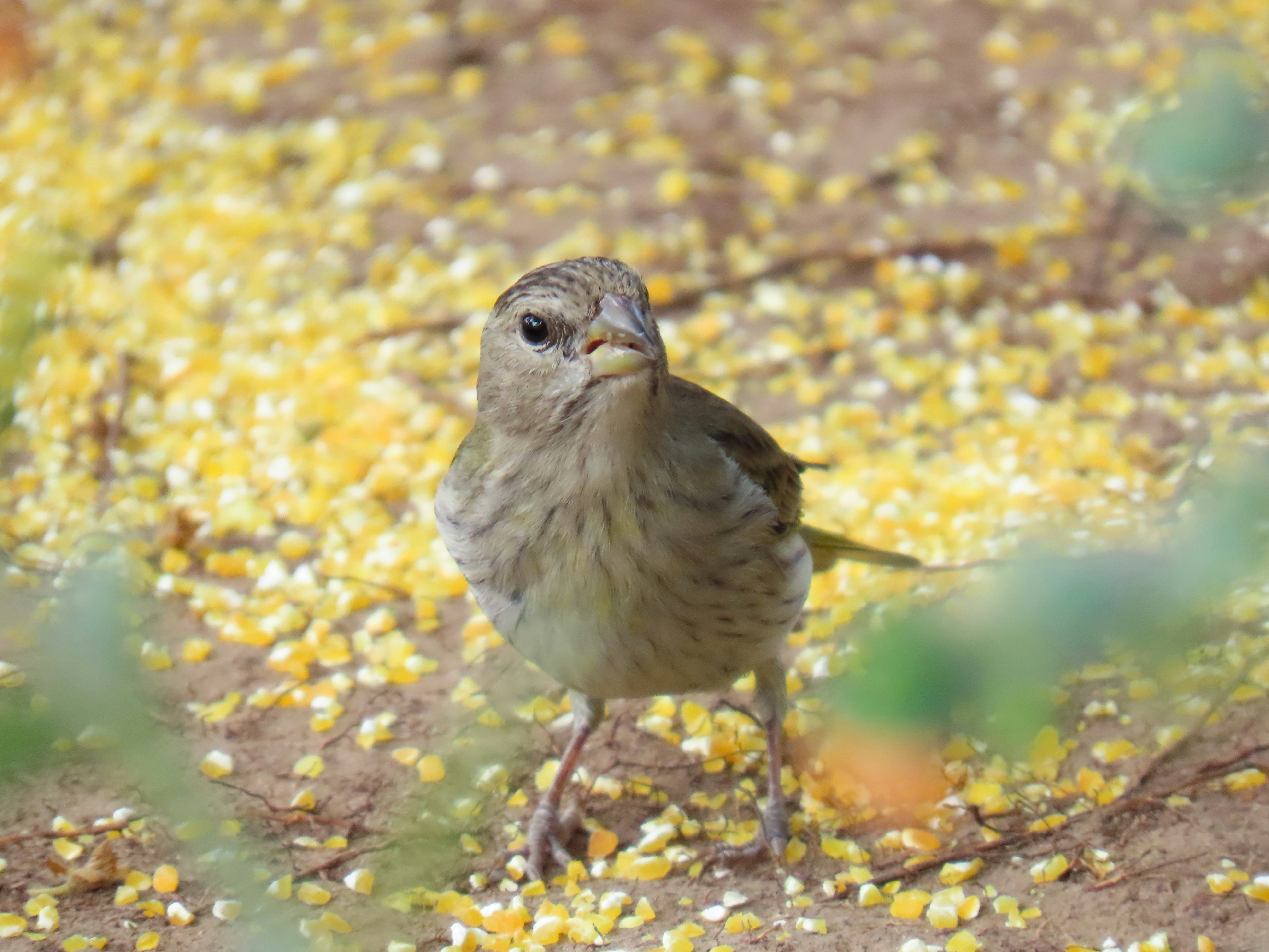 A small bird foraging on a ground covered with scattered yellow corn kernels, surrounded by green foliage.