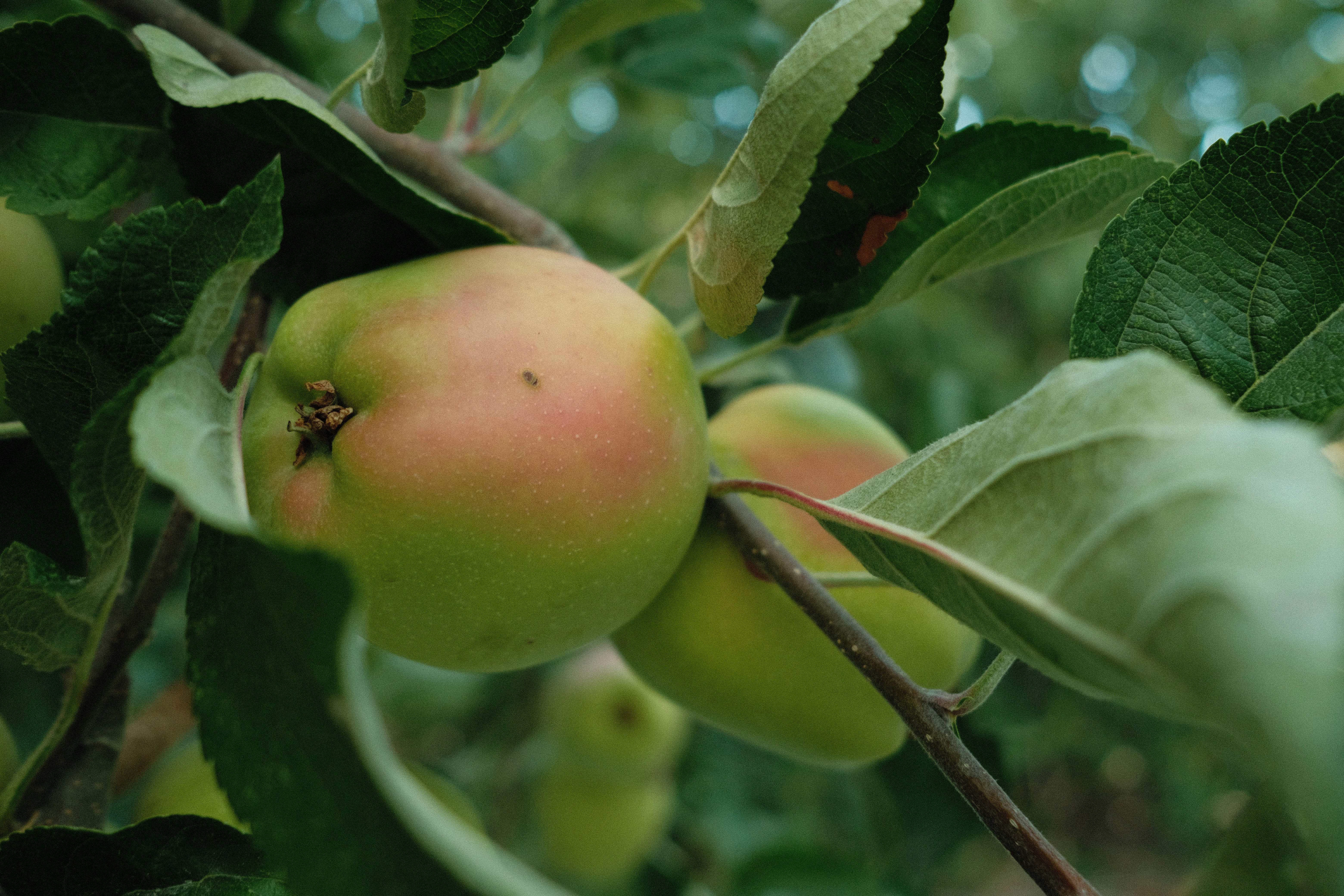 Green apples growing on a tree branch