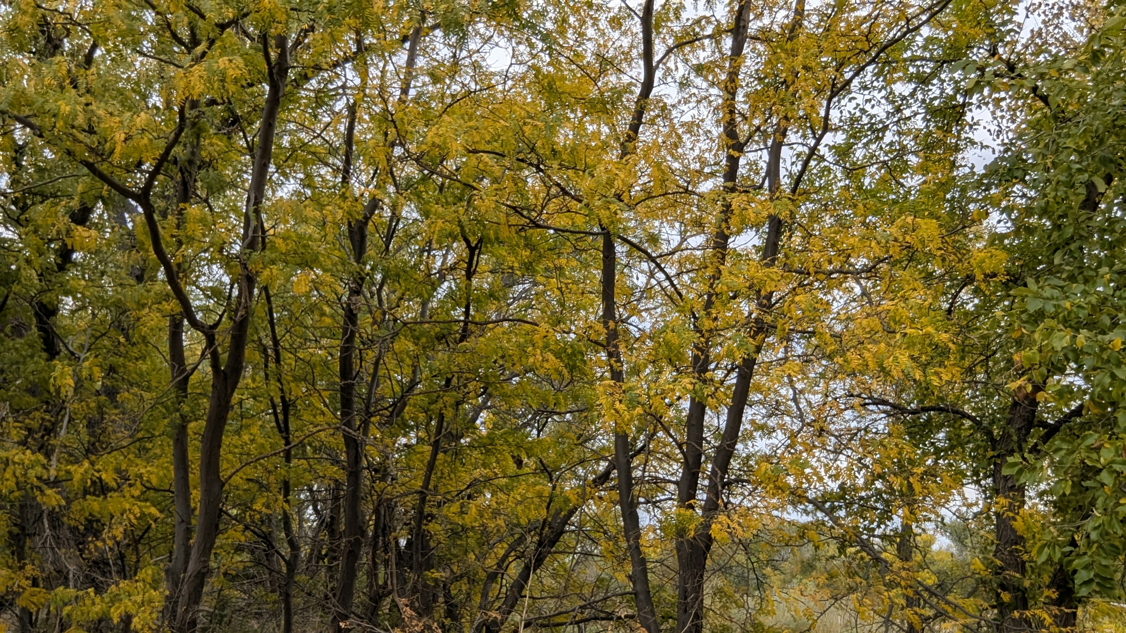 Autumn's Whisper through the Canopy