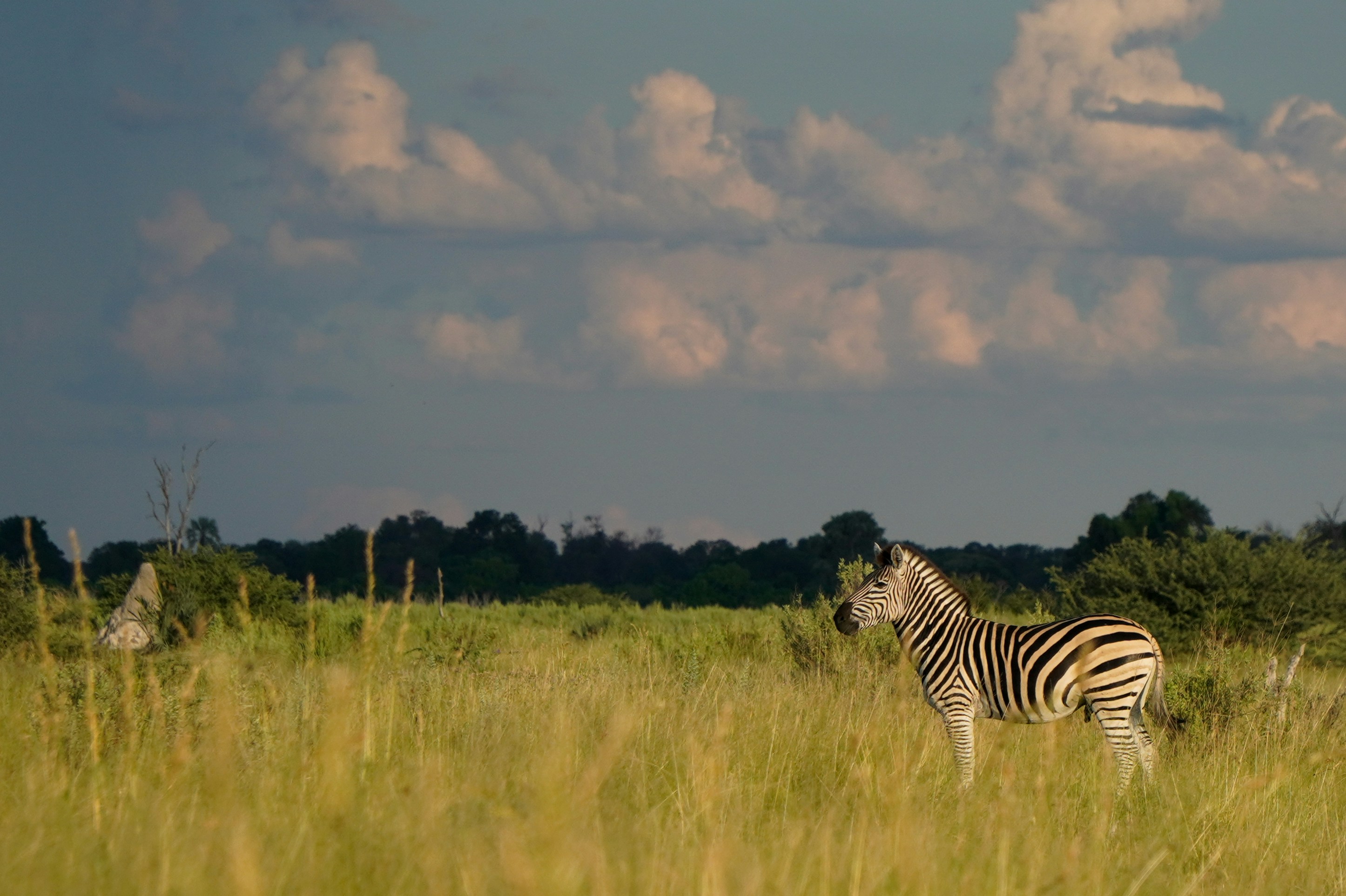 A zebra stands gracefully in a field of tall grass under a dramatic sky, showcasing the beauty of wildlife in its natural habitat.