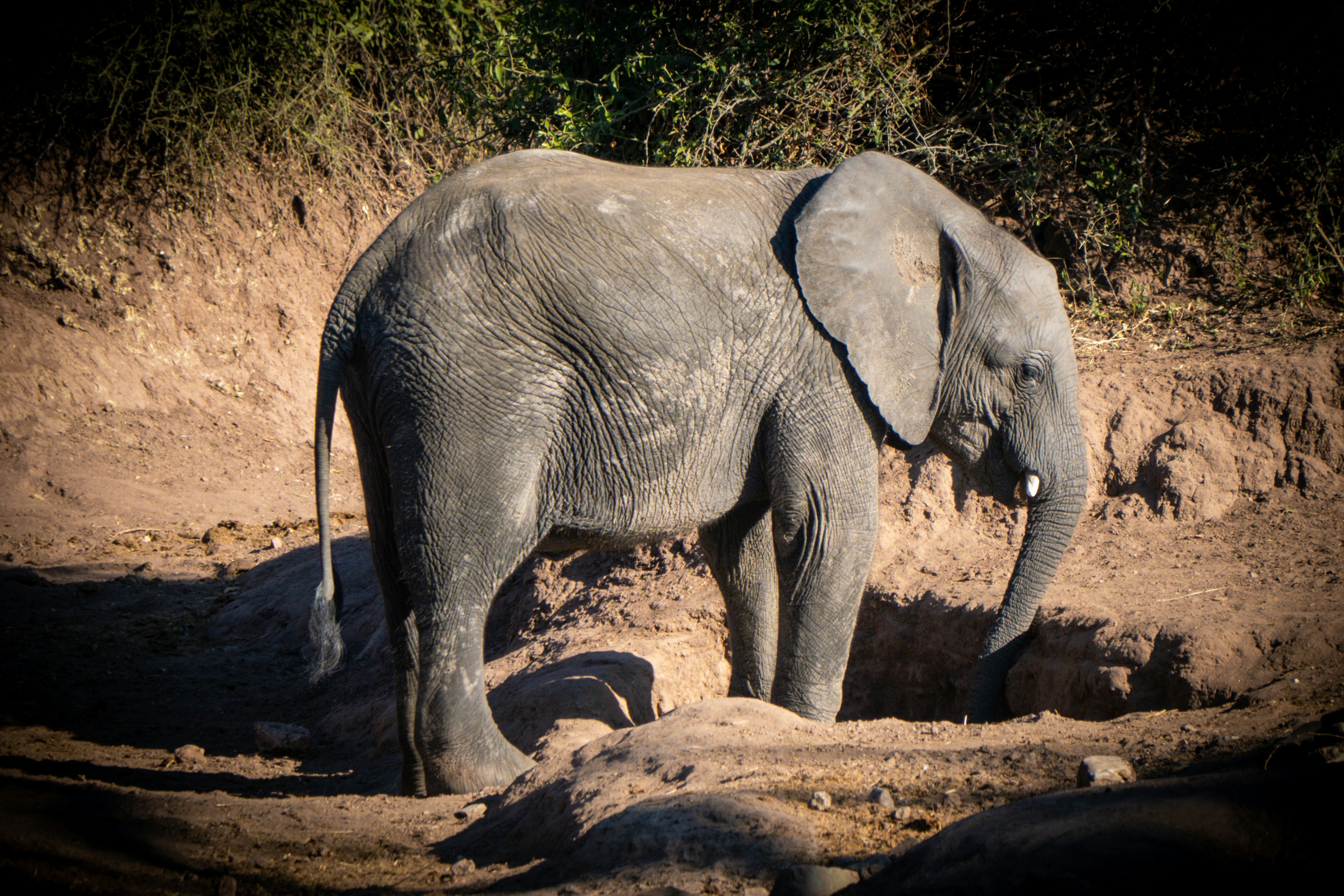 Majestic Presence: The Gentle Giant of the Savannah