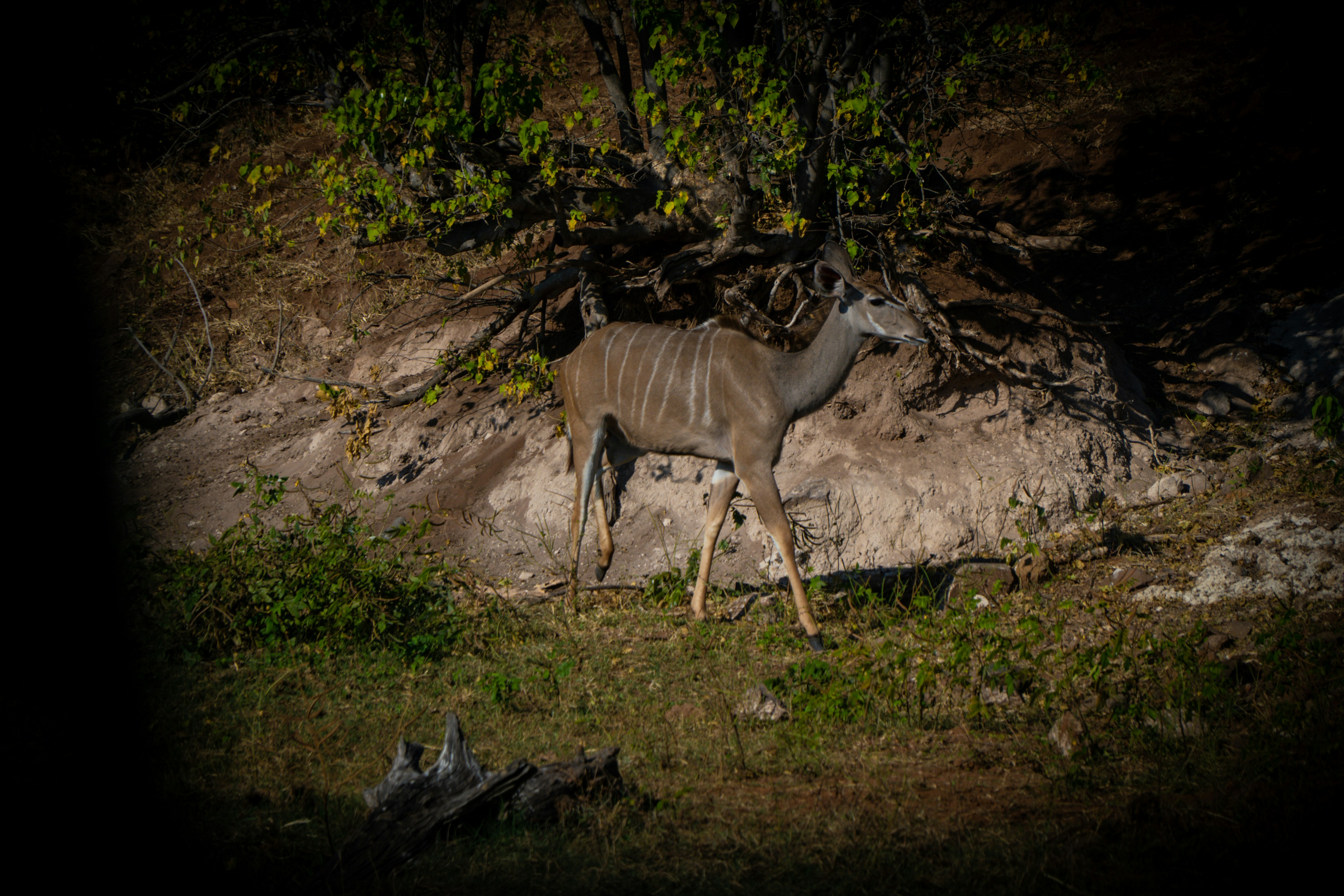 A kudu gracefully traverses a sunlit landscape, framed by lush greenery and rugged terrain.