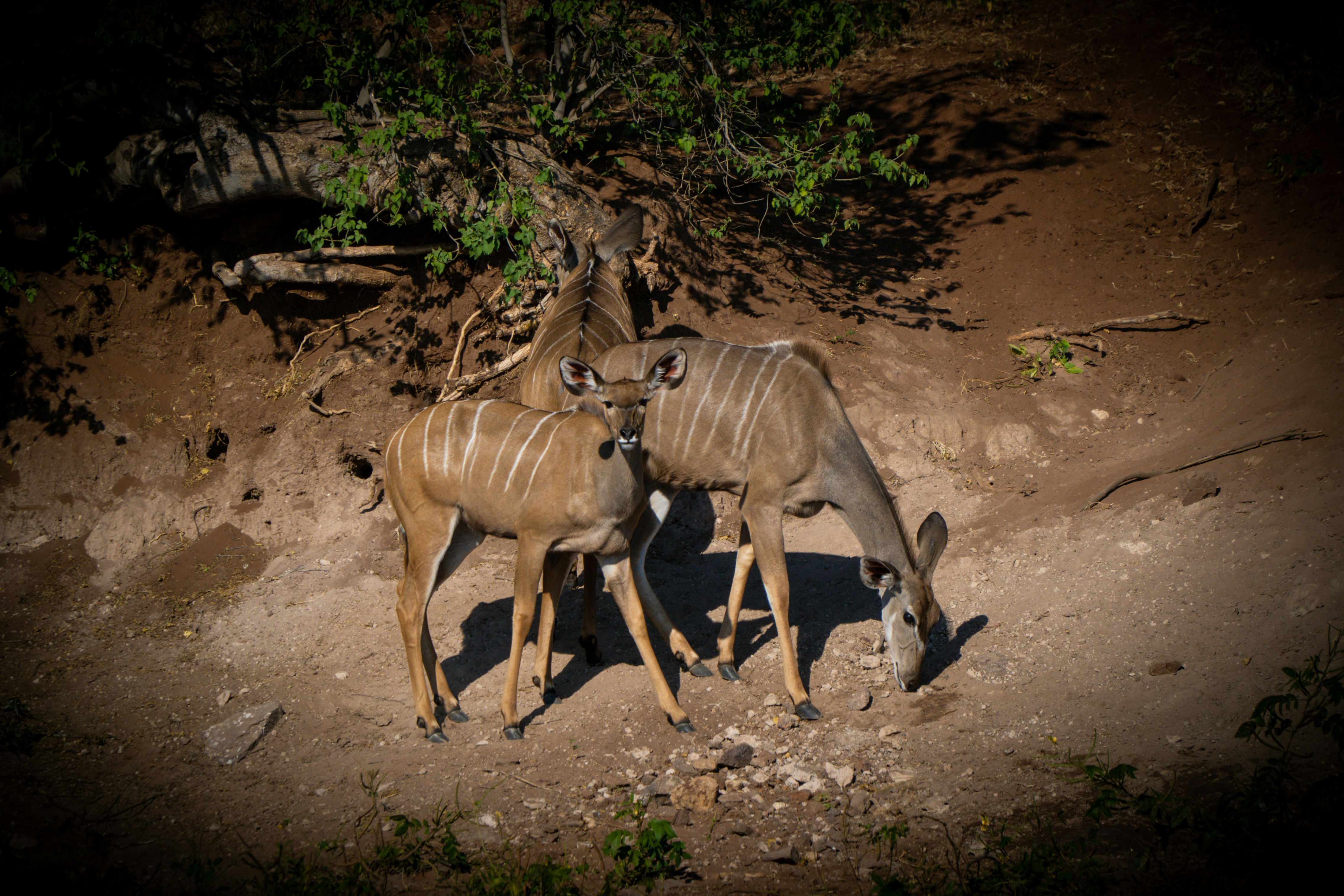 Moonlit Trio at the Waterhole