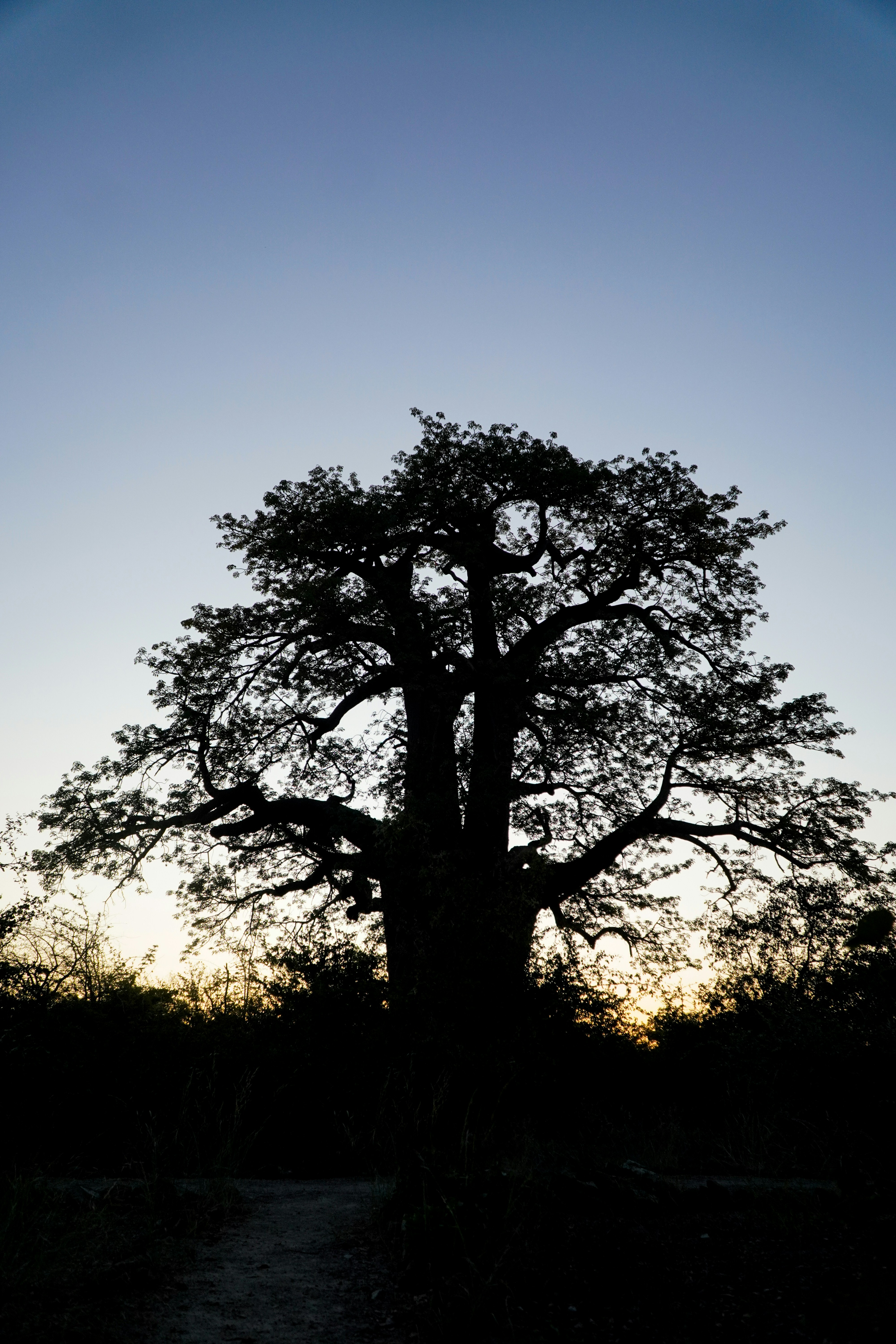 Silhouetted baobab tree against a gradient sky at dusk, embodying the transition from day to night.