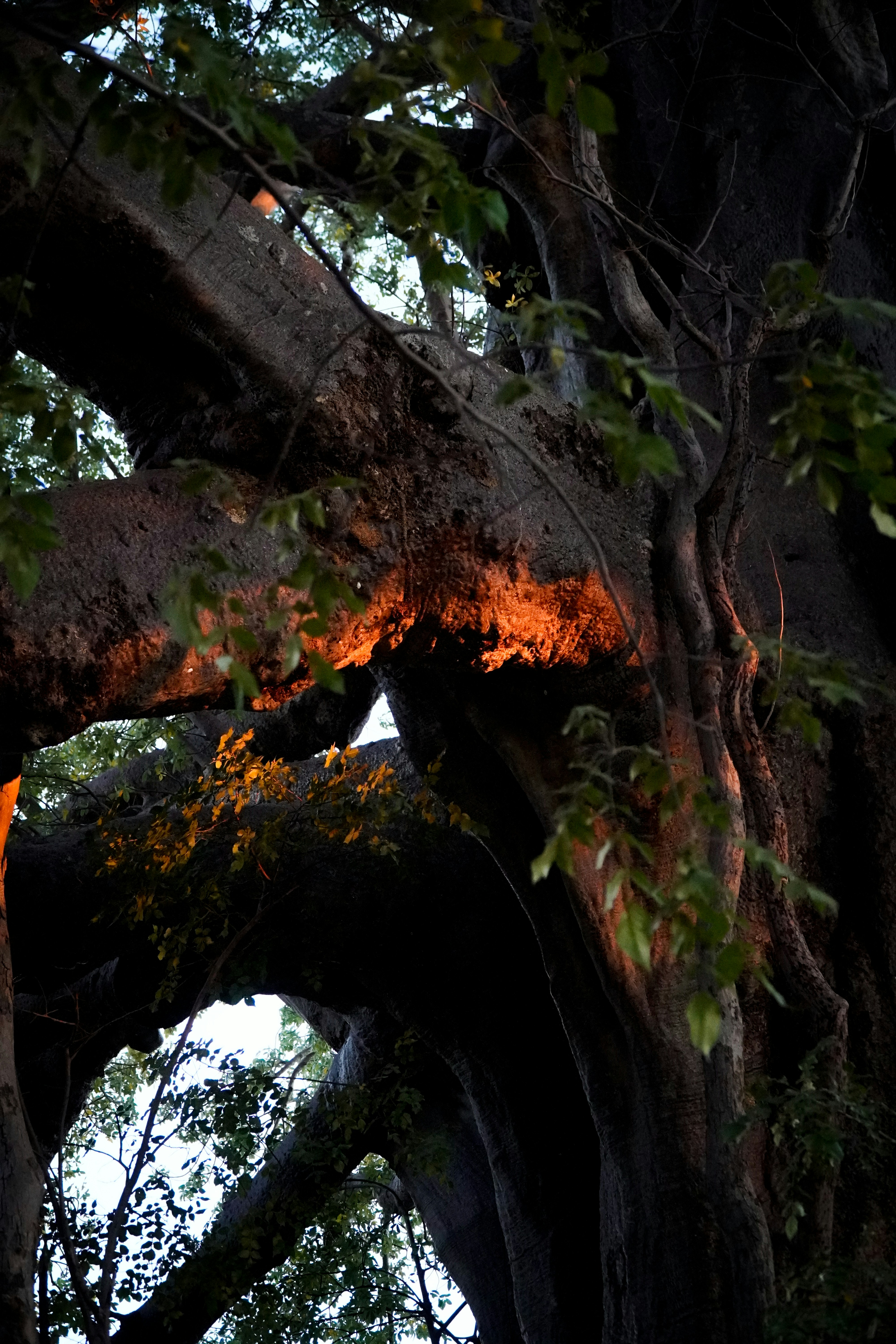 Whispers of Ancient Roots