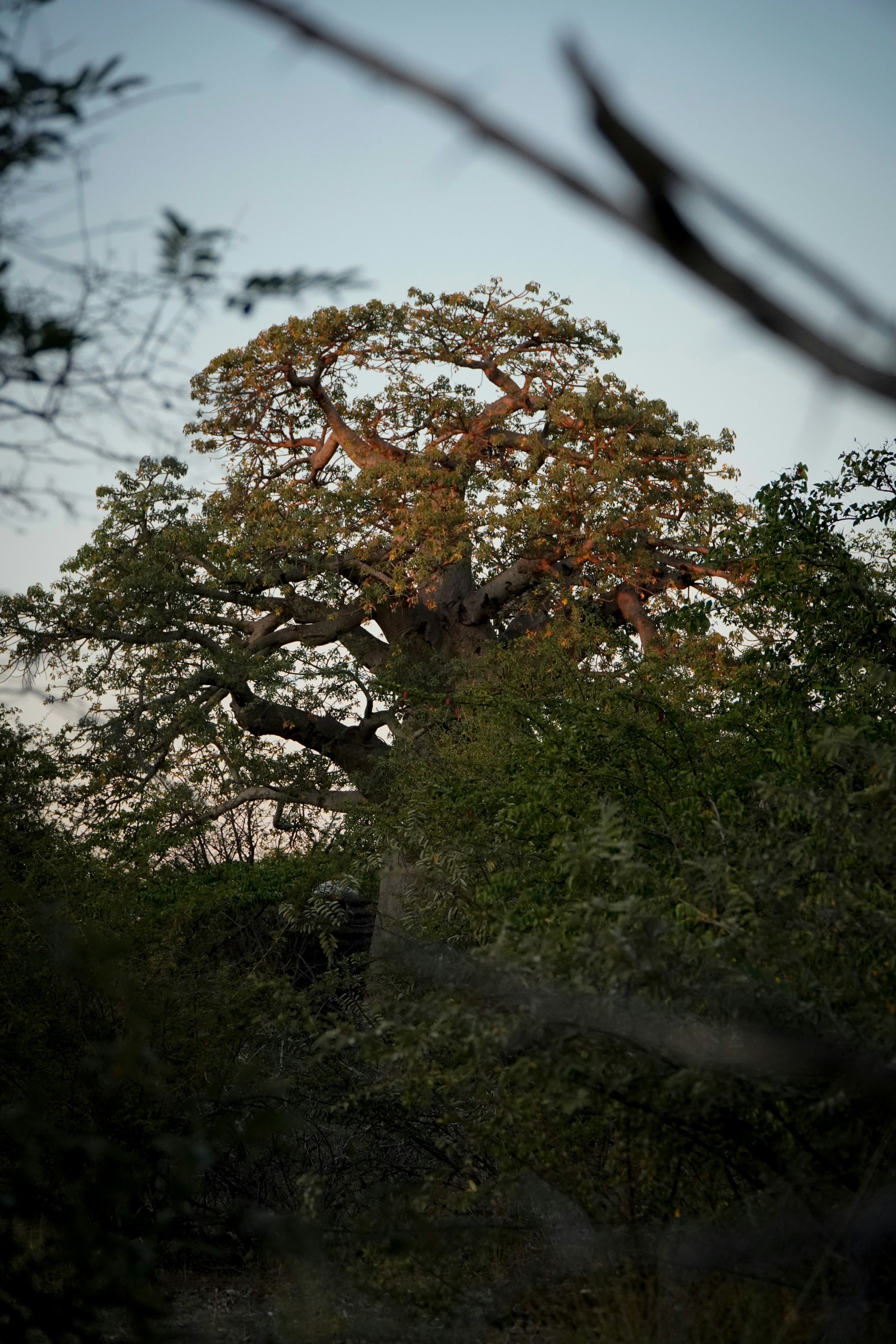 Dusk Crown: An Ancient Oak Basked in Quiet Evening Light