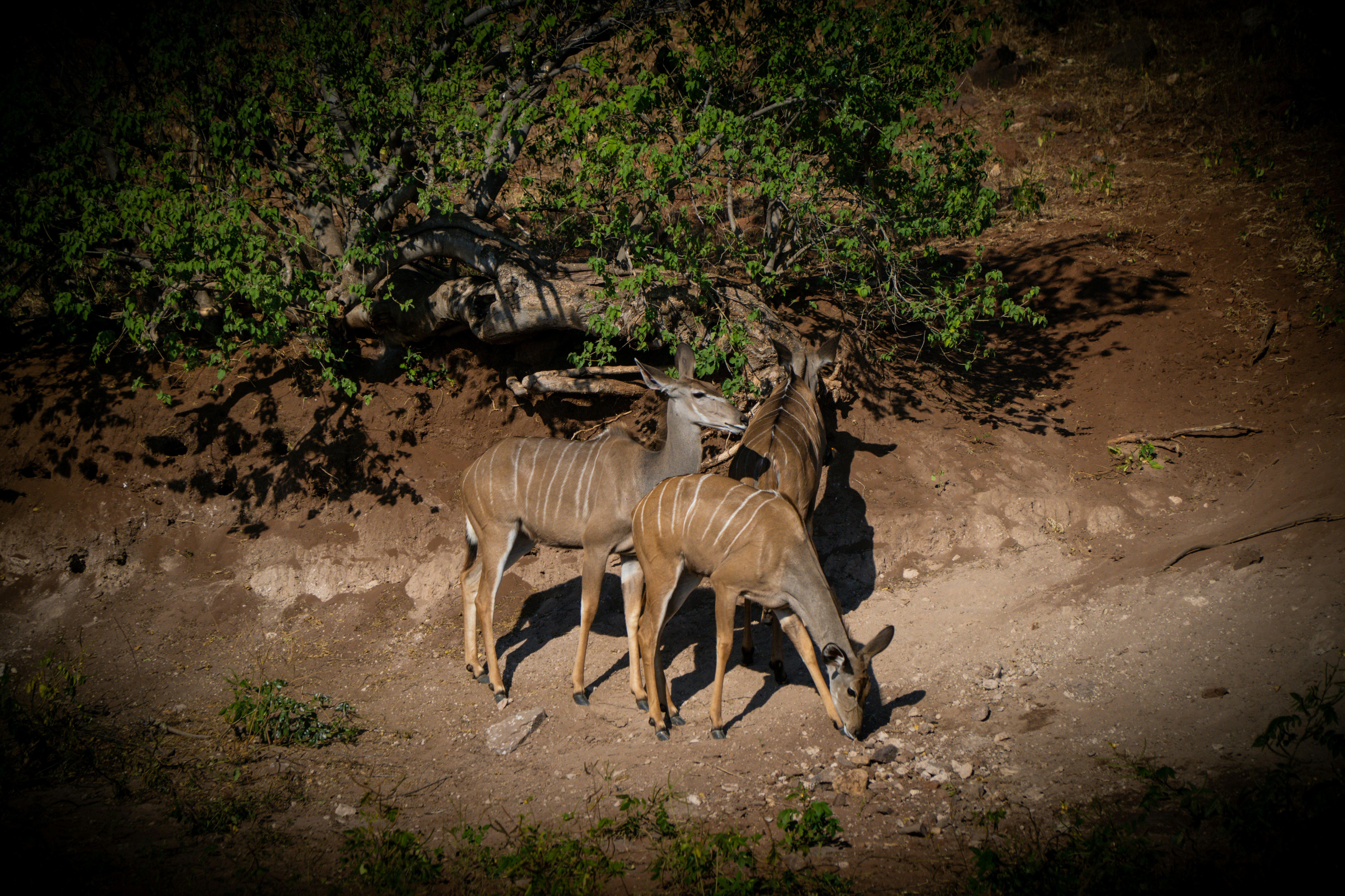 Three kudu antelopes foraging near a lush green tree on a sunlit slope. Their graceful forms blend harmoniously with the natural surroundings.