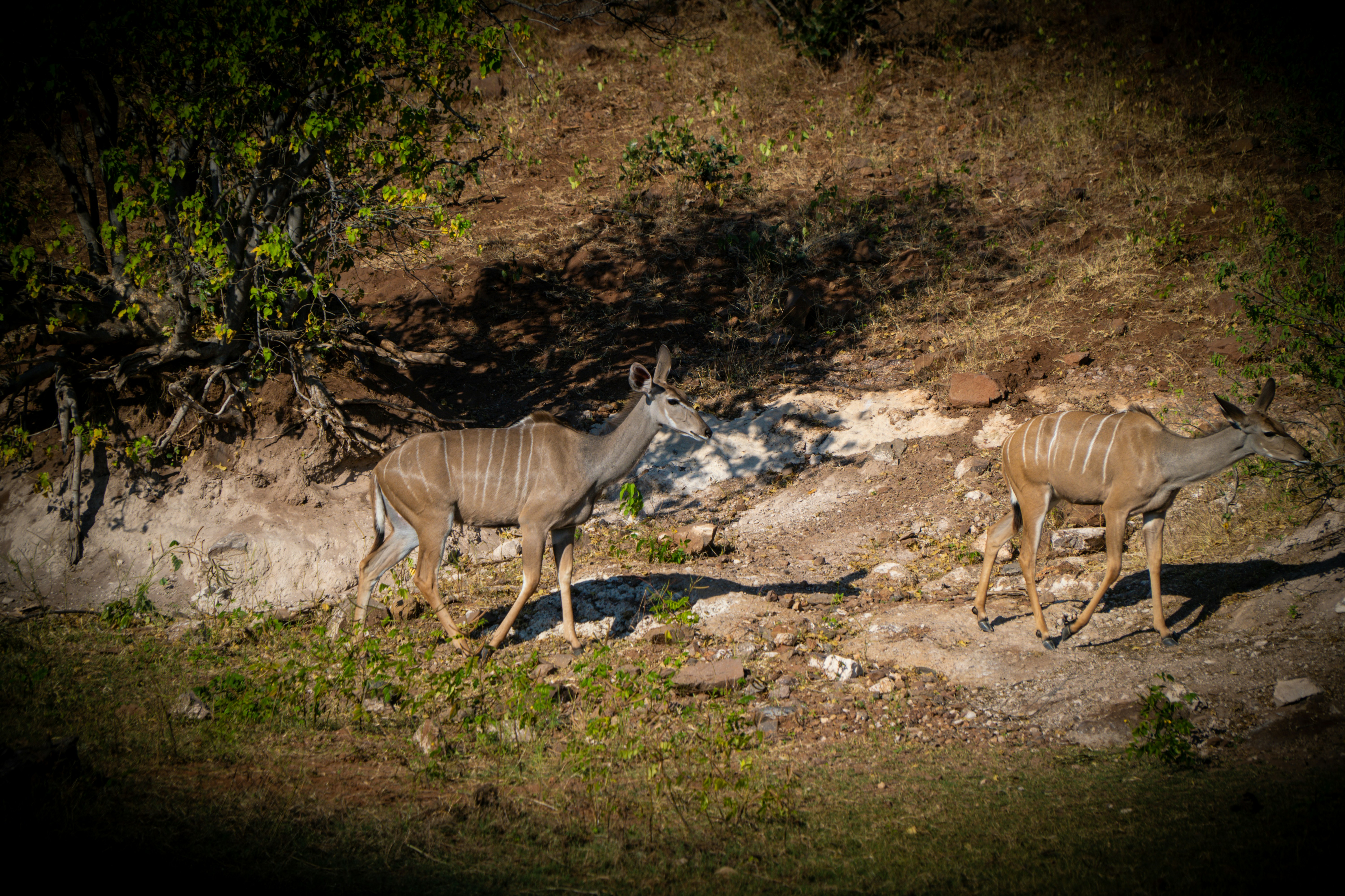 Two kudu antelopes gracefully traversing a sunlit landscape, showcasing their distinctive stripes and elegant forms.