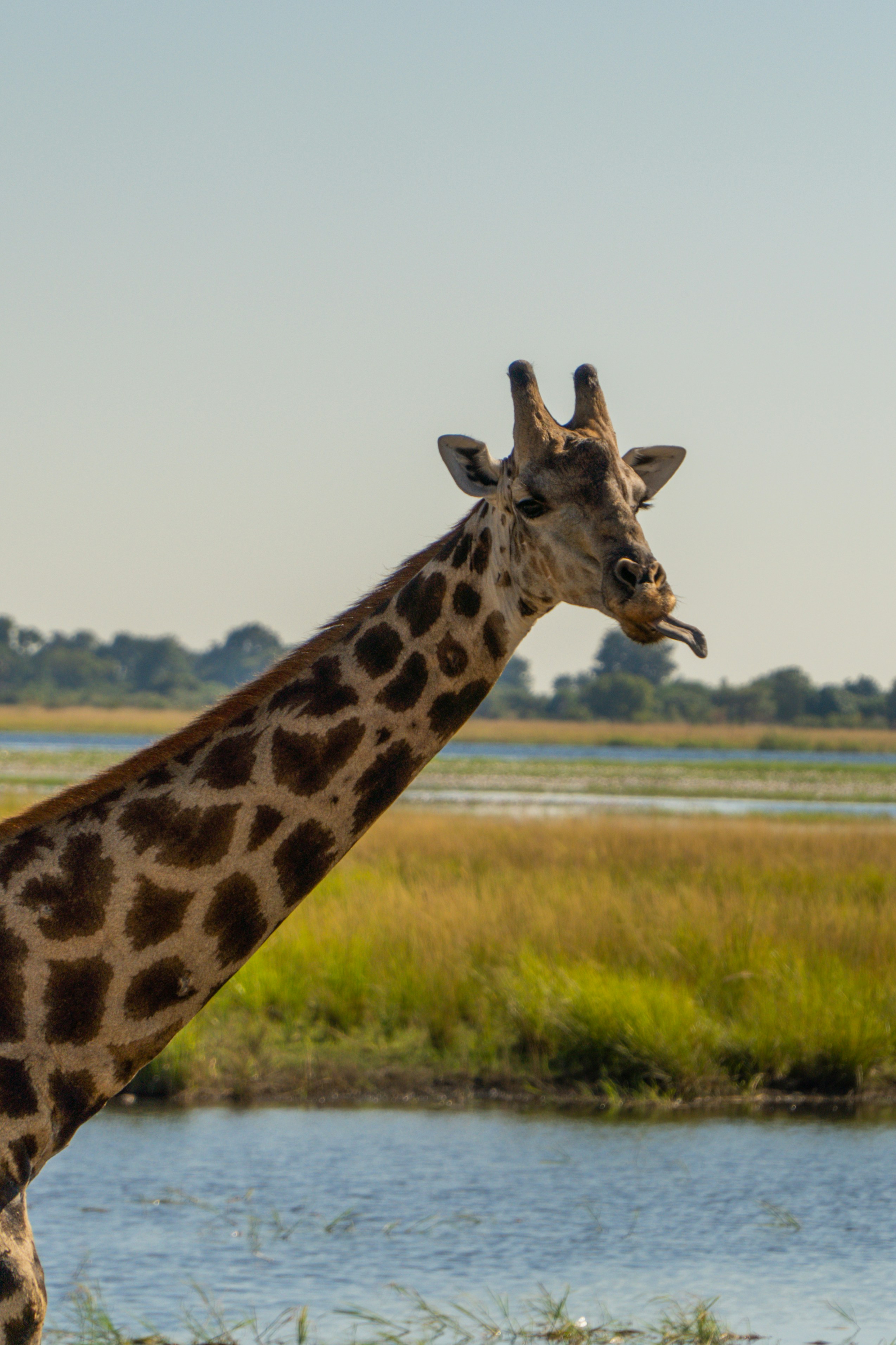 Giraffe Portrait at the Edge of a Calm Wetland