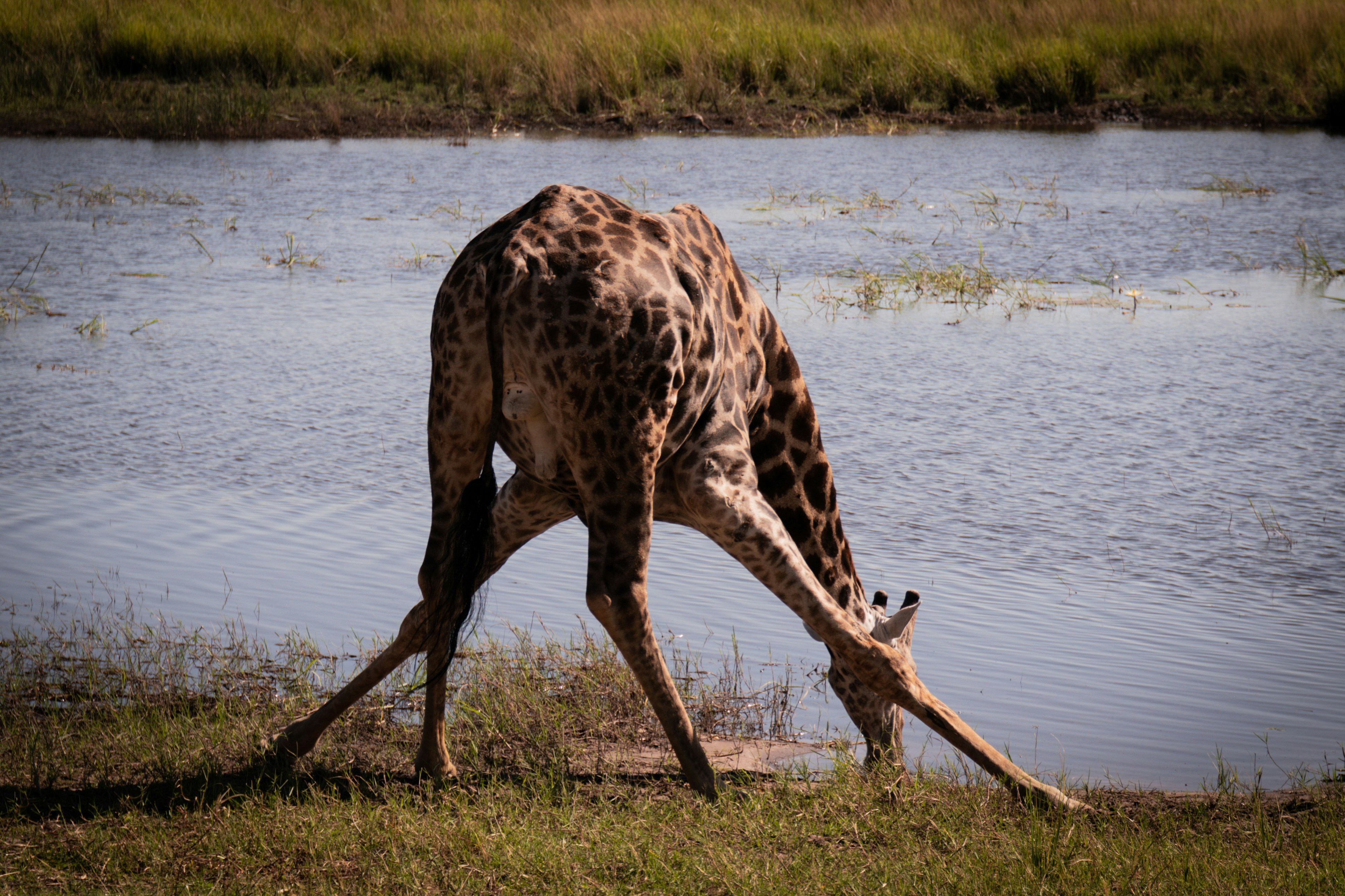 Giraffe at the Water's Edge: A Quiet Drinking Moment