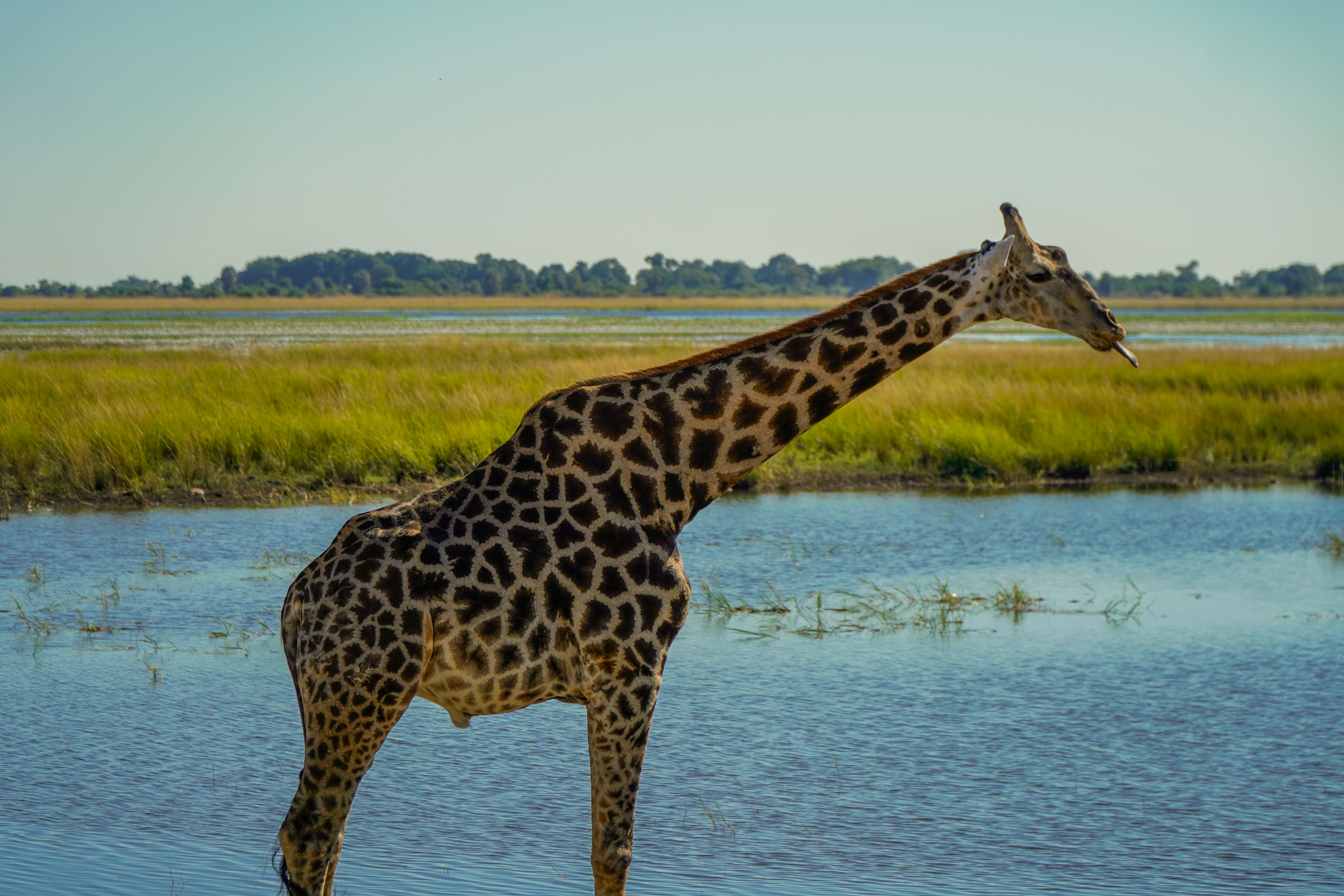 Marshbound Giraffe: Long necks, calm gaze across sunlit reeds