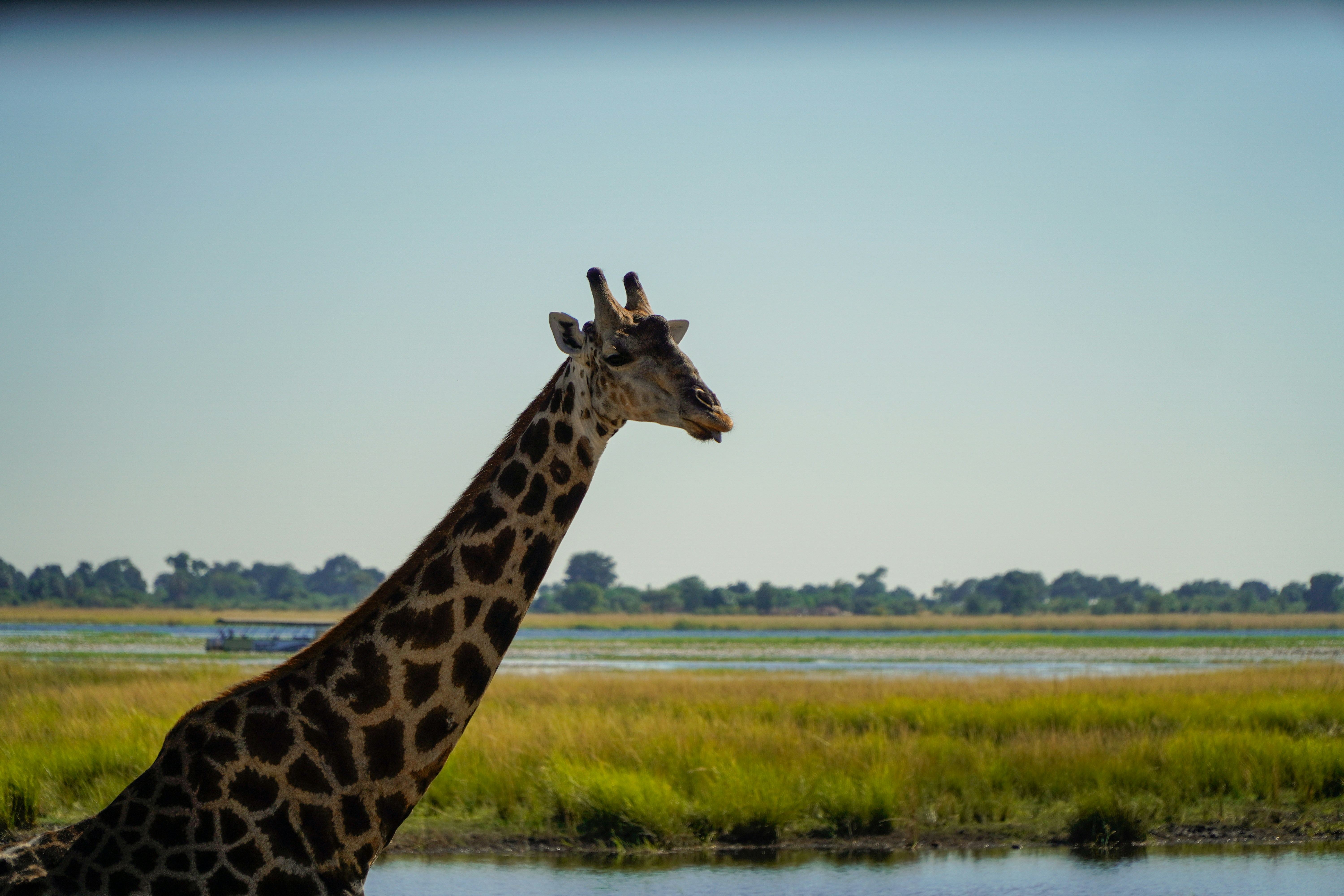 Giraffe at the marsh edge: a long-necked silhouette beneath a pale blue horizon