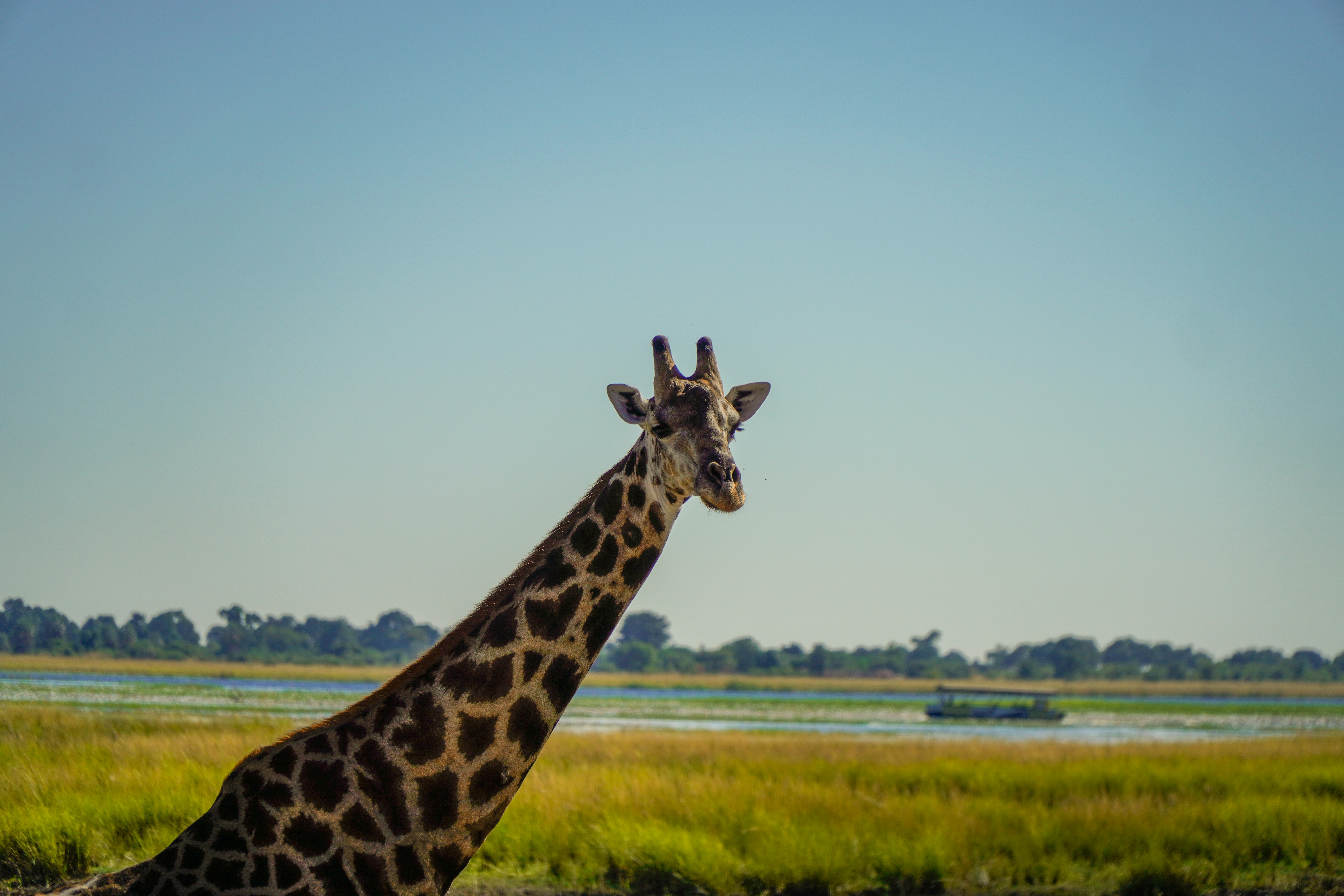 Curious Giraffe at the Edge of a Sunlit Grassland by a Quiet Wetland