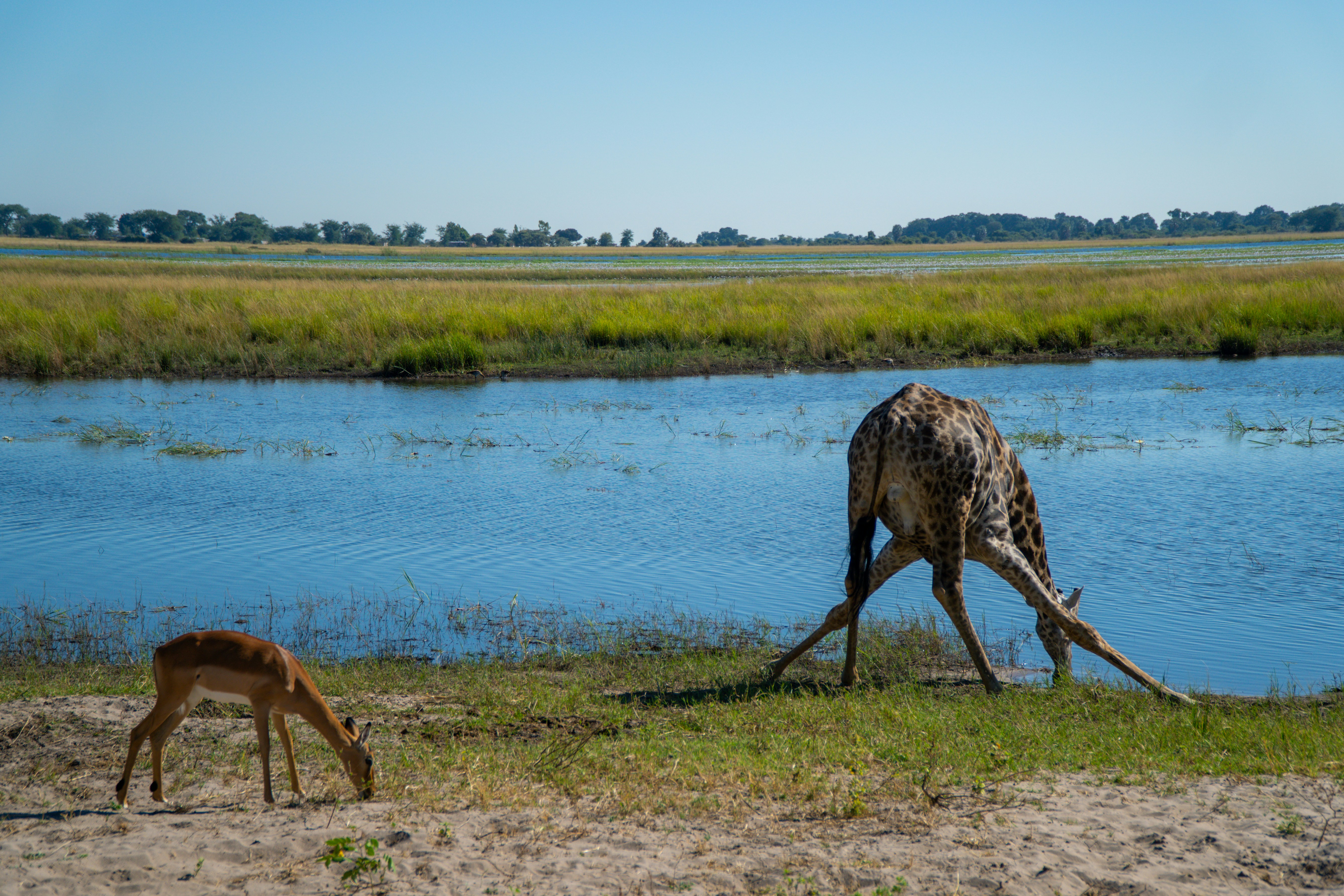 Waterhole Companions: Giraffe and Gazelle at the Shore