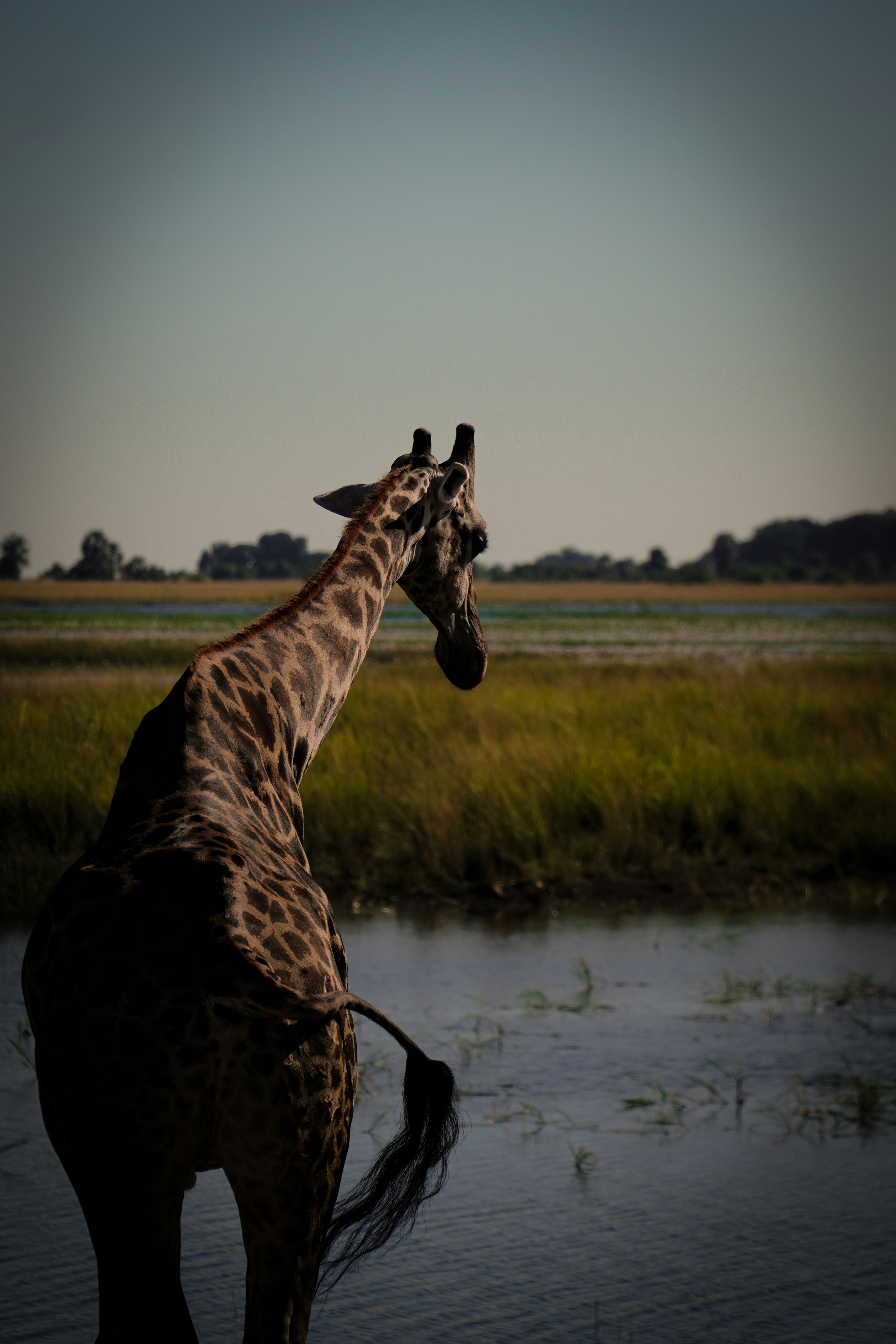 Silent Watcher of the Savannah
