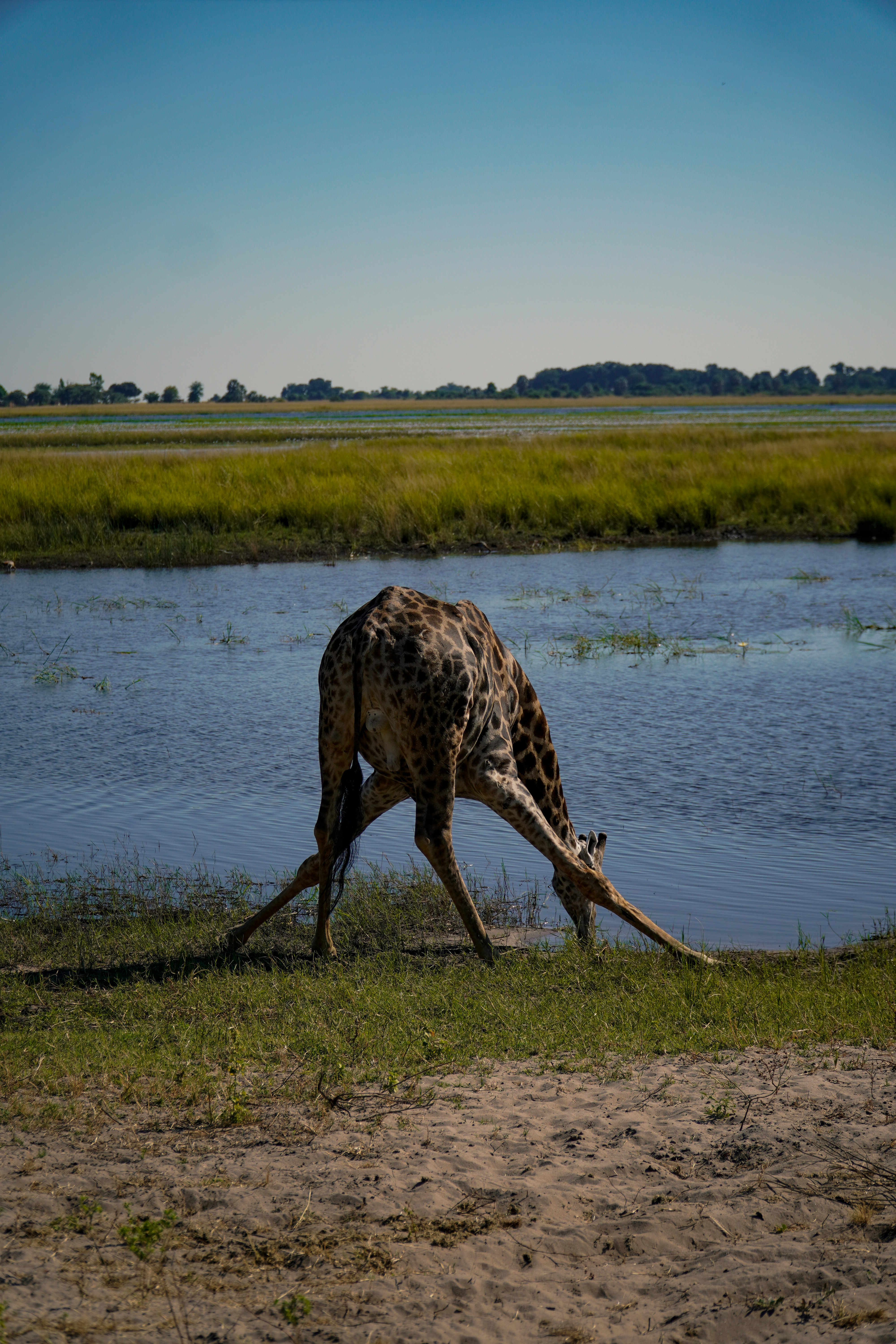 Riverside Giraffe: A Quiet Drink in the Flat Savannah