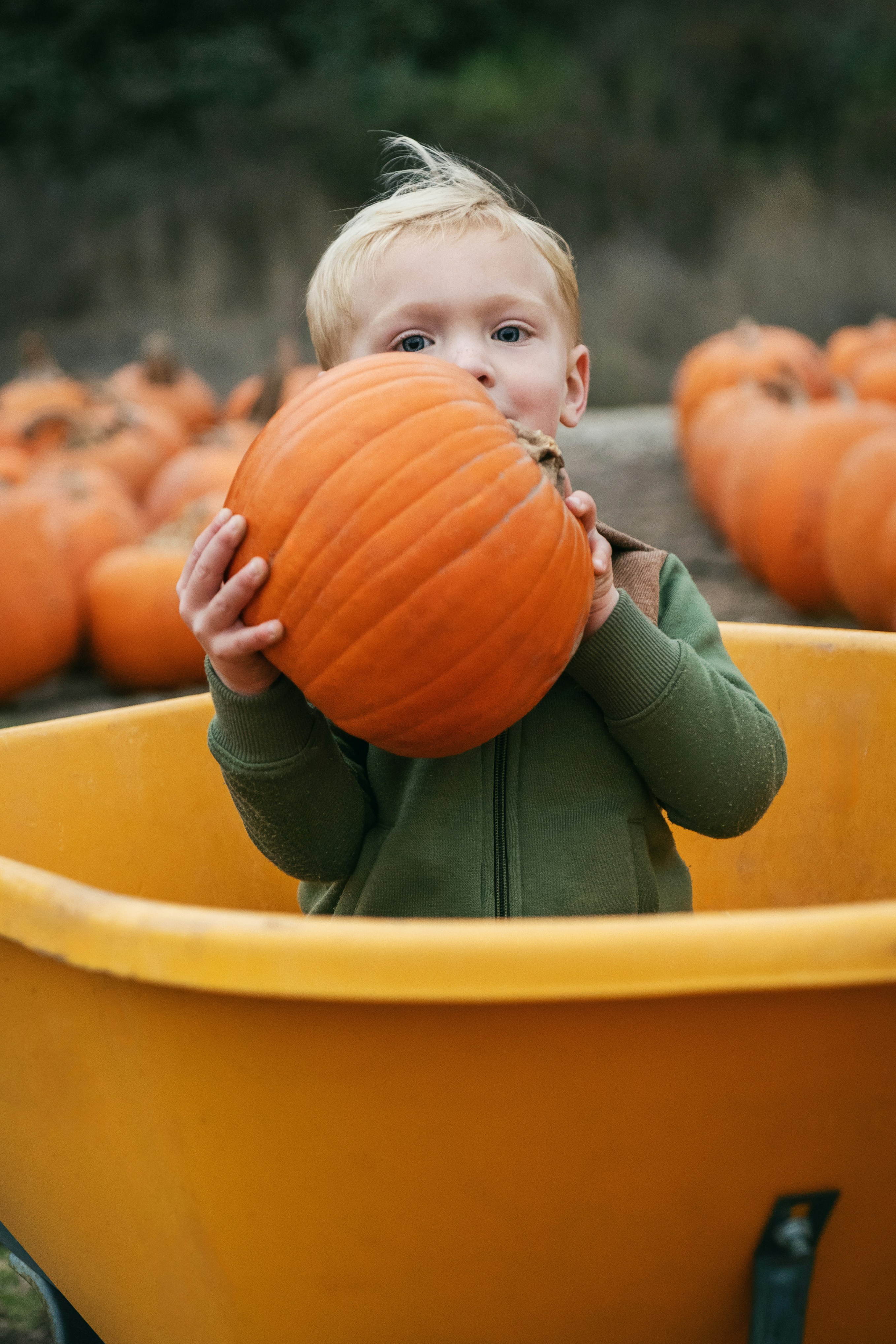 Pumpkin Time! | Young boy holding a pumpkin in a wheelbarrow.