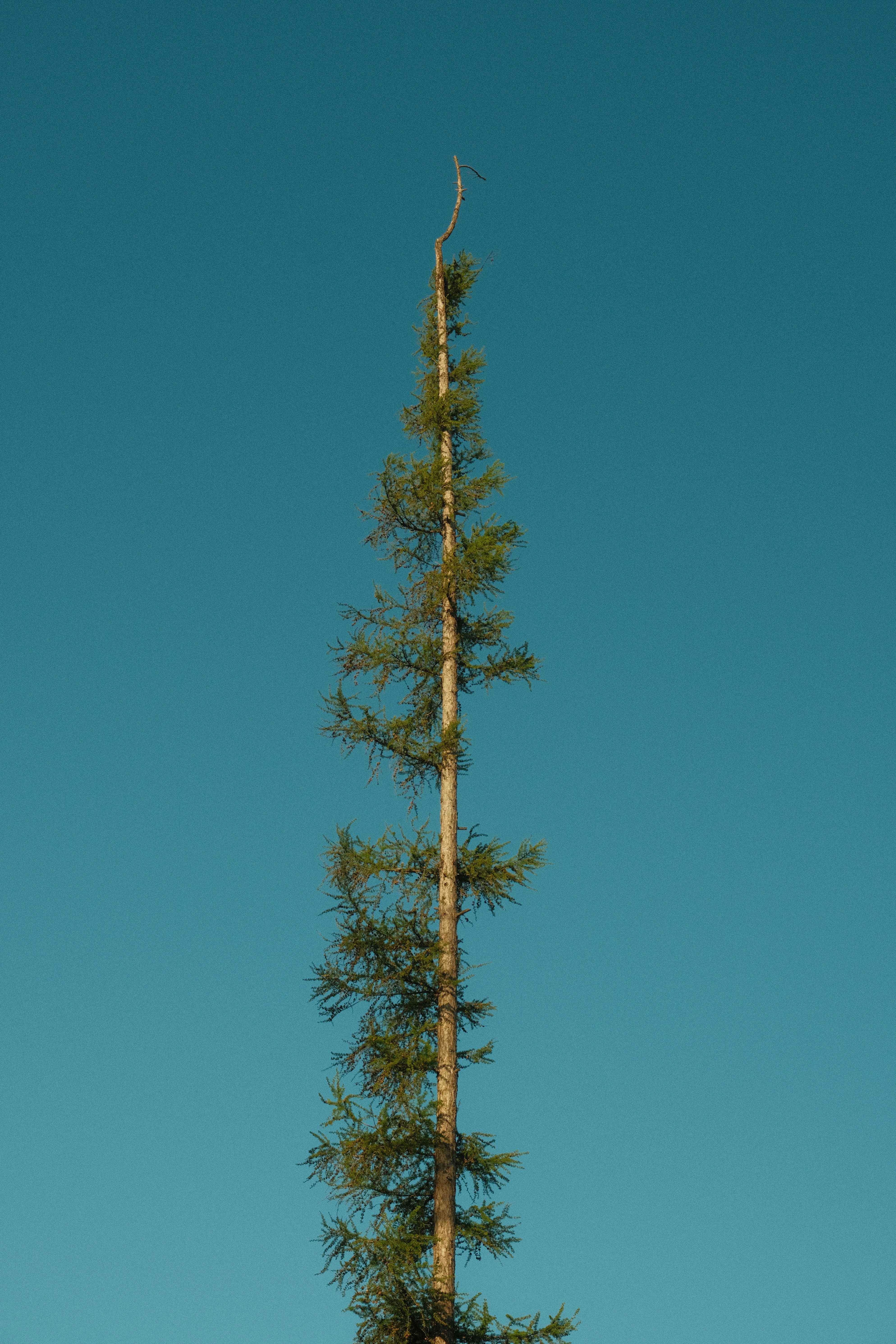 Tall evergreen tree against a clear blue sky