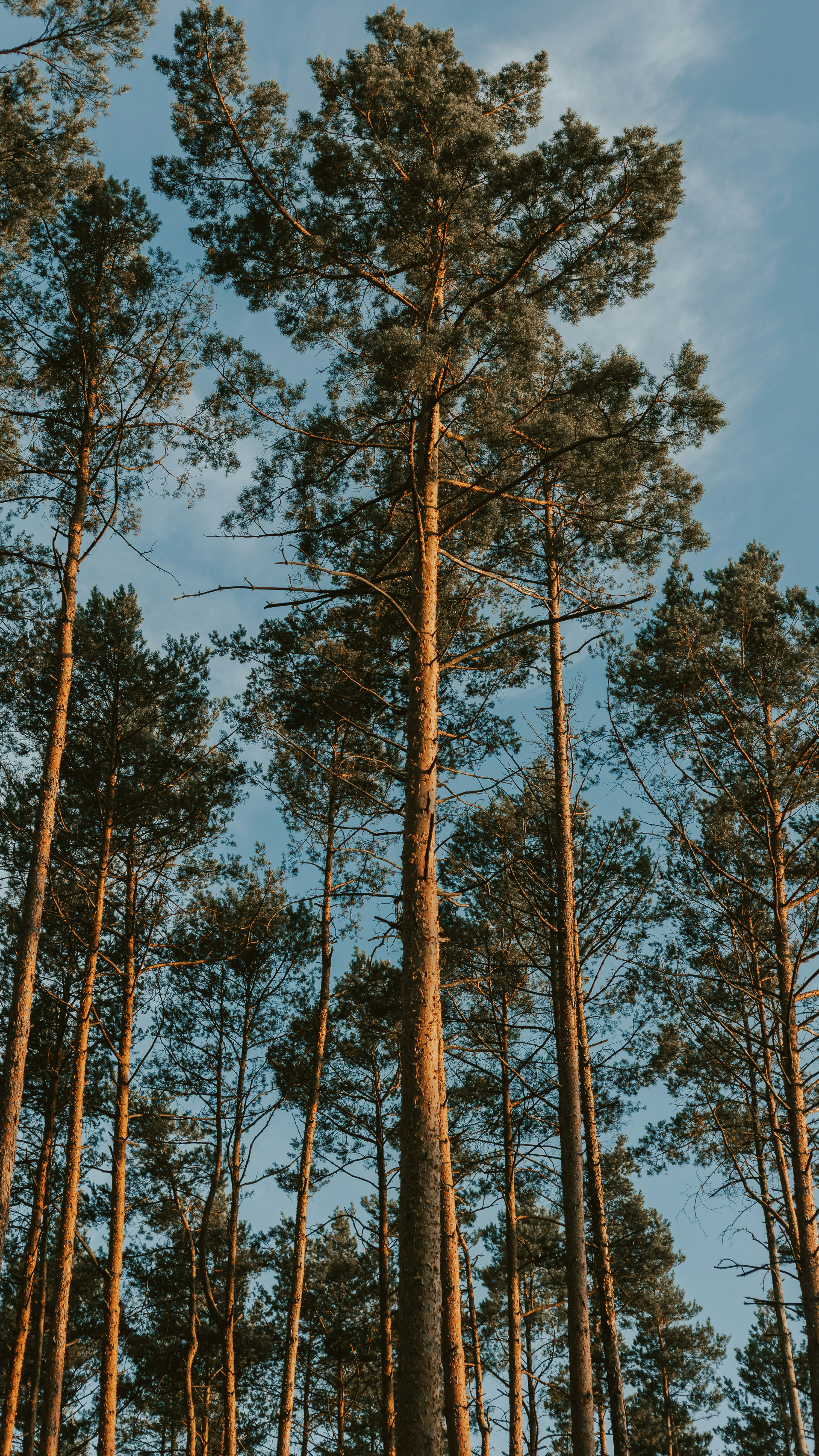 Tall coniferous trees reaching towards the sky, bathed in warm golden light against a serene blue backdrop.
