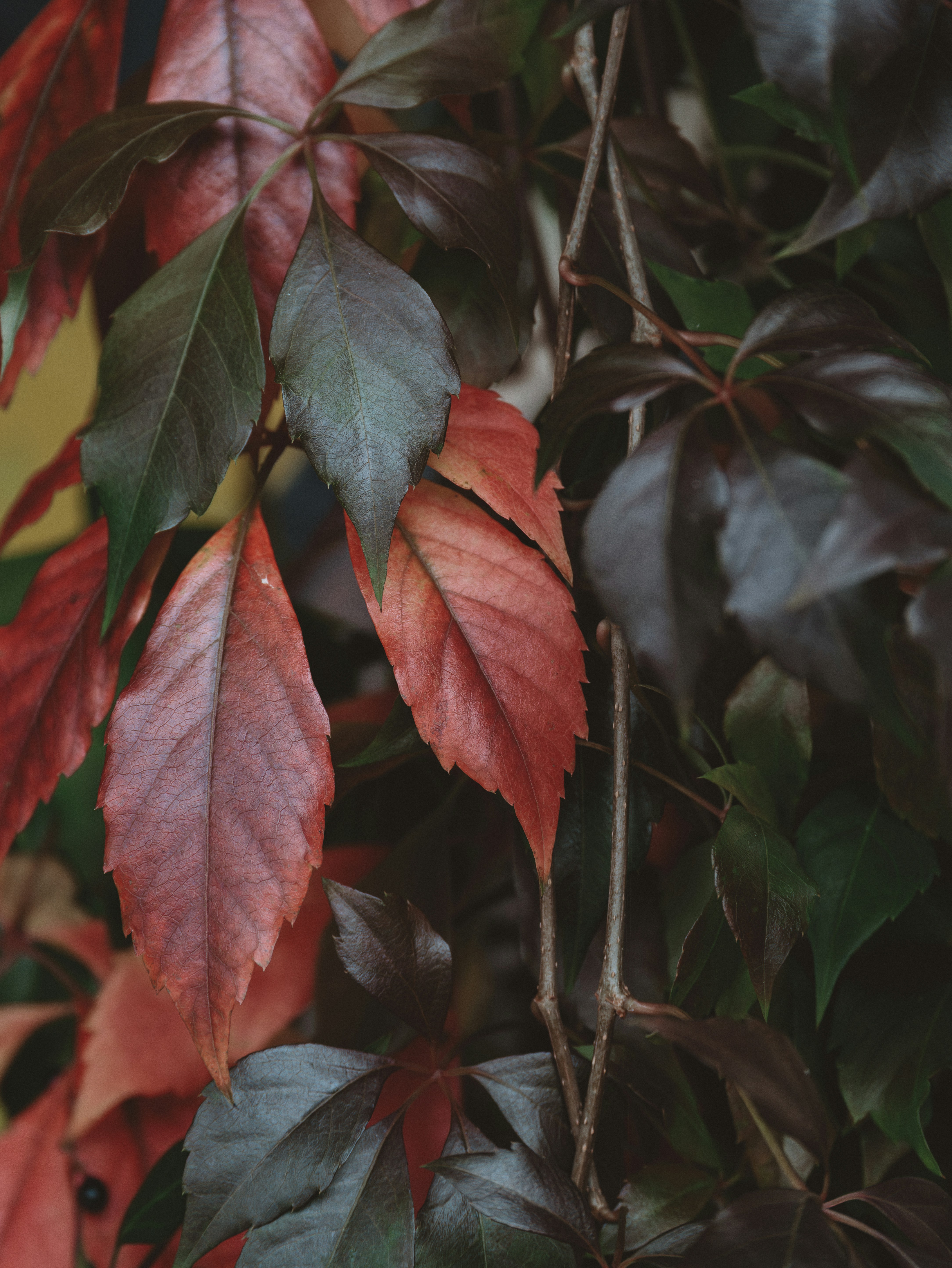 Vibrant red and deep green leaves intertwine, showcasing the rich hues of autumn foliage. The composition highlights the seasonal transition in nature.