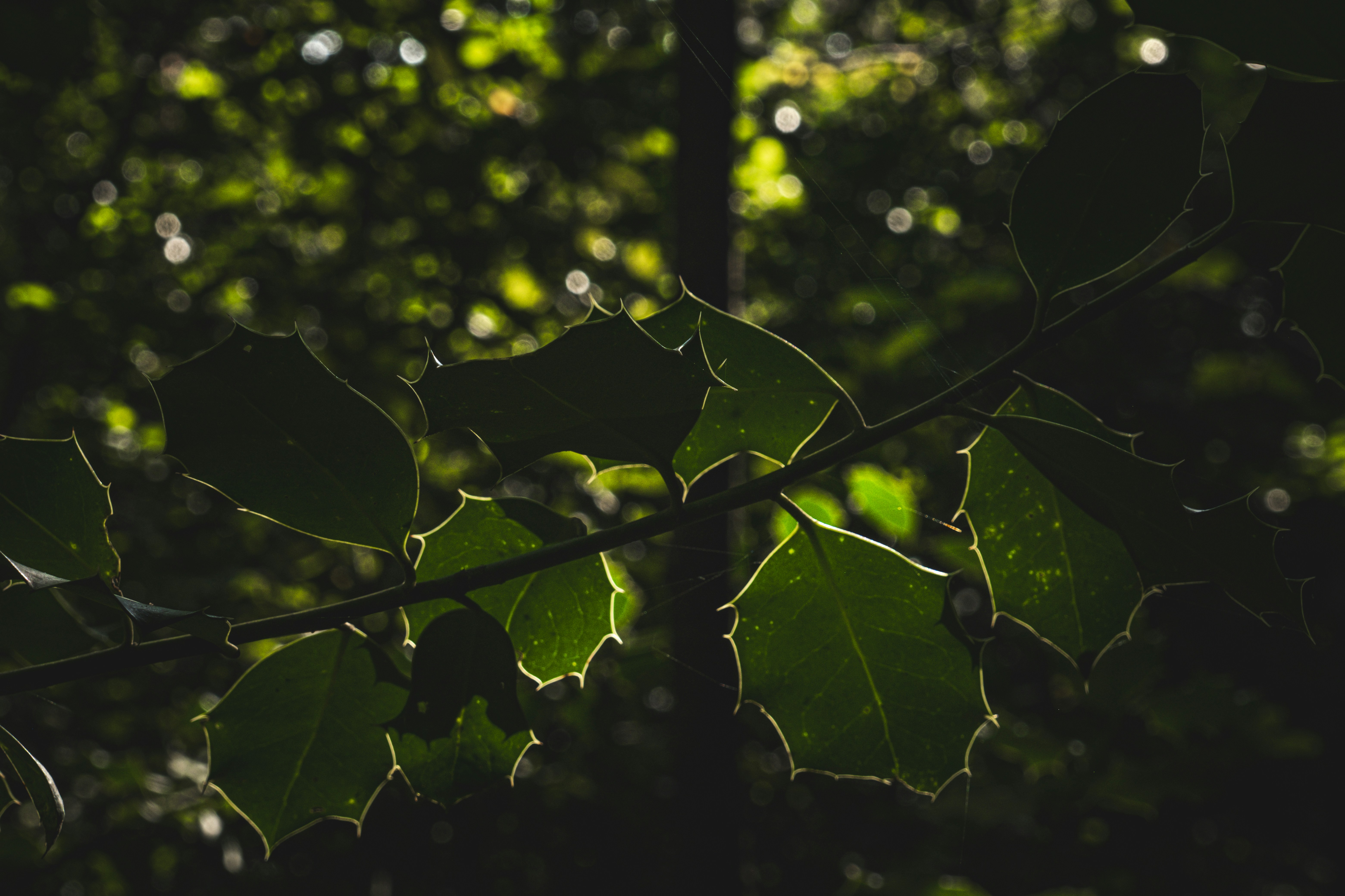 Backlit holly leaves create a striking contrast against a blurred forest backdrop. The interplay of light and shadow highlights the intricate details of the foliage.