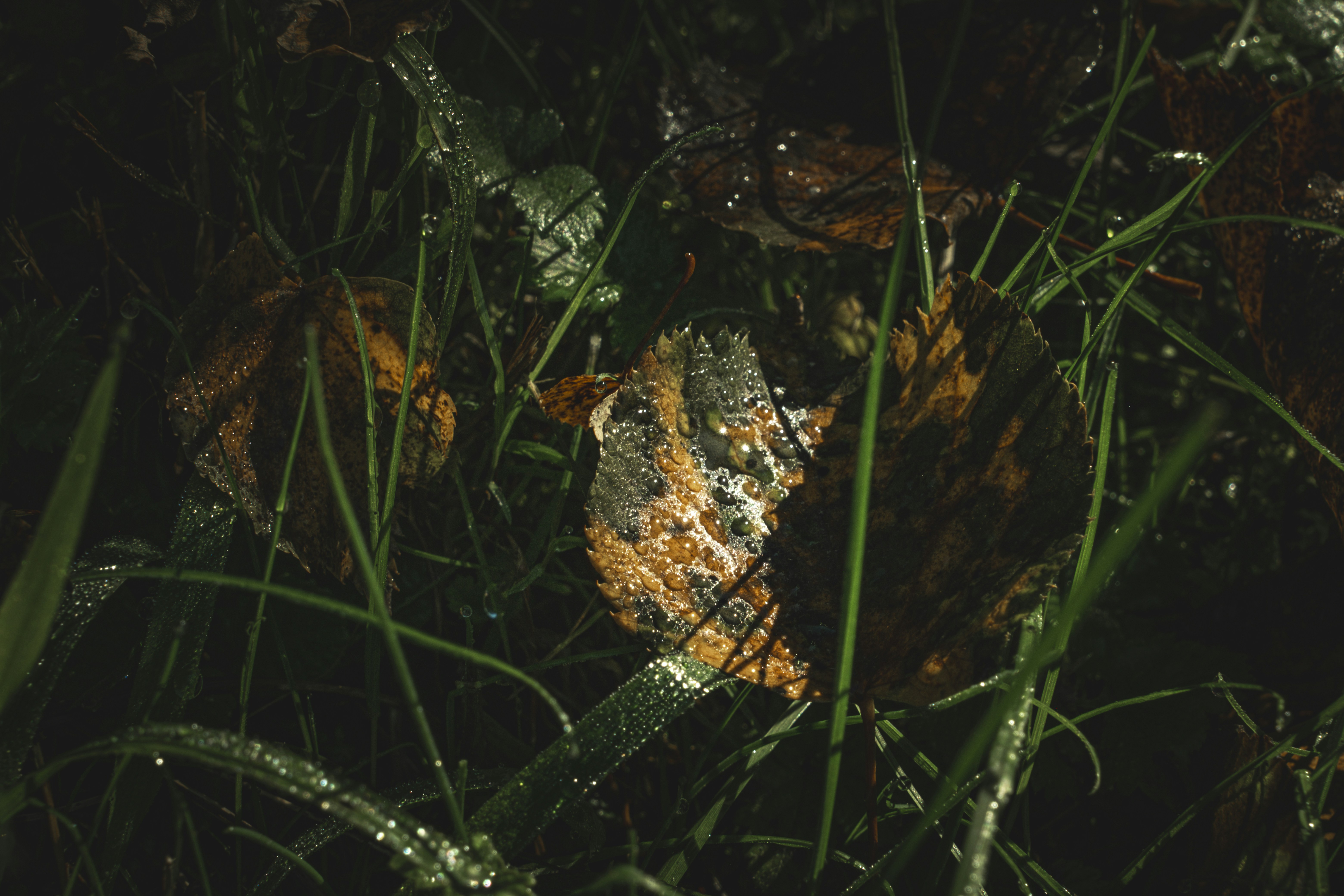 Whispers of Autumn: A Leaf's Journey