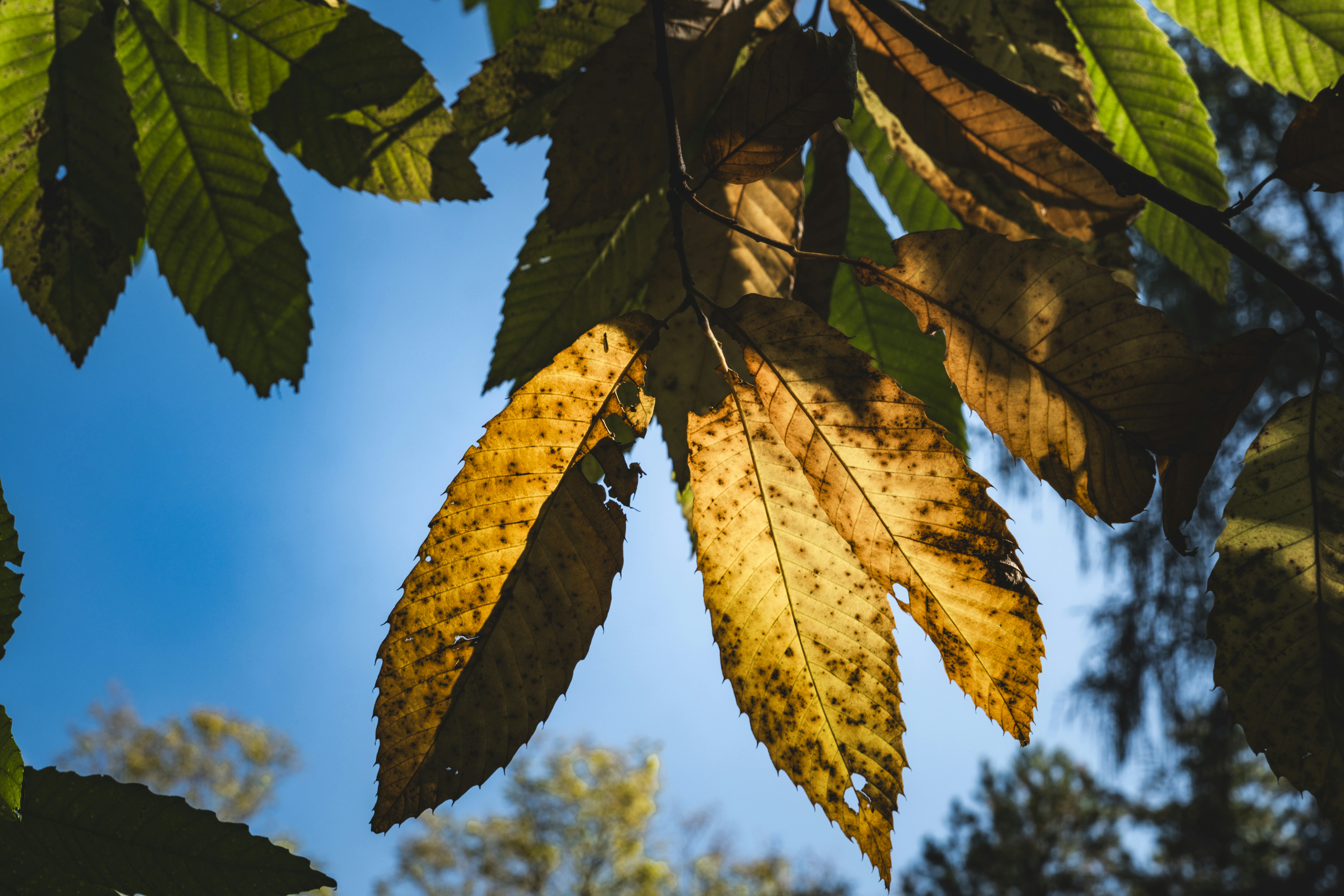 Golden Leaves Against a Serene Sky