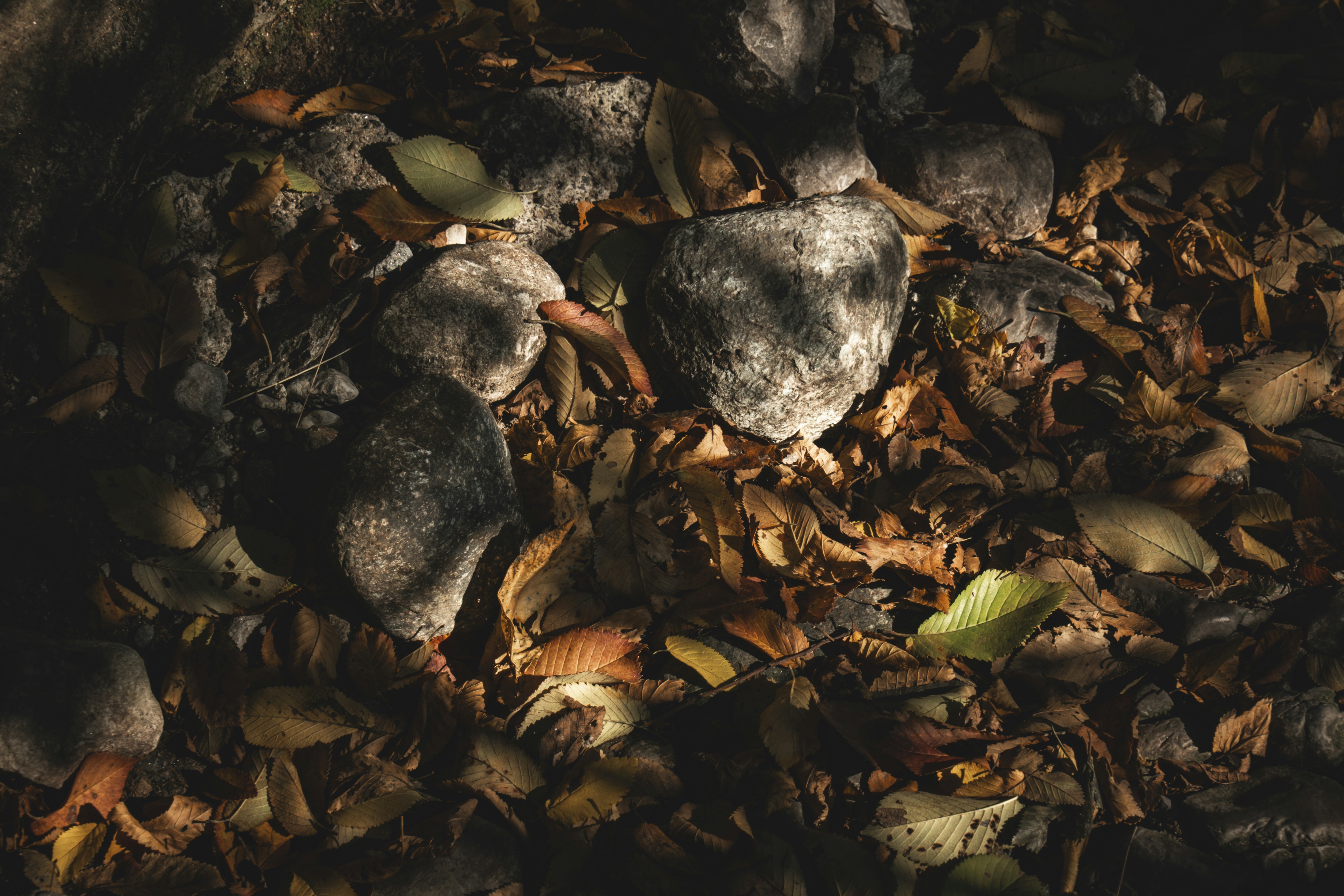 Fallen autumn leaves and stones on the ground.