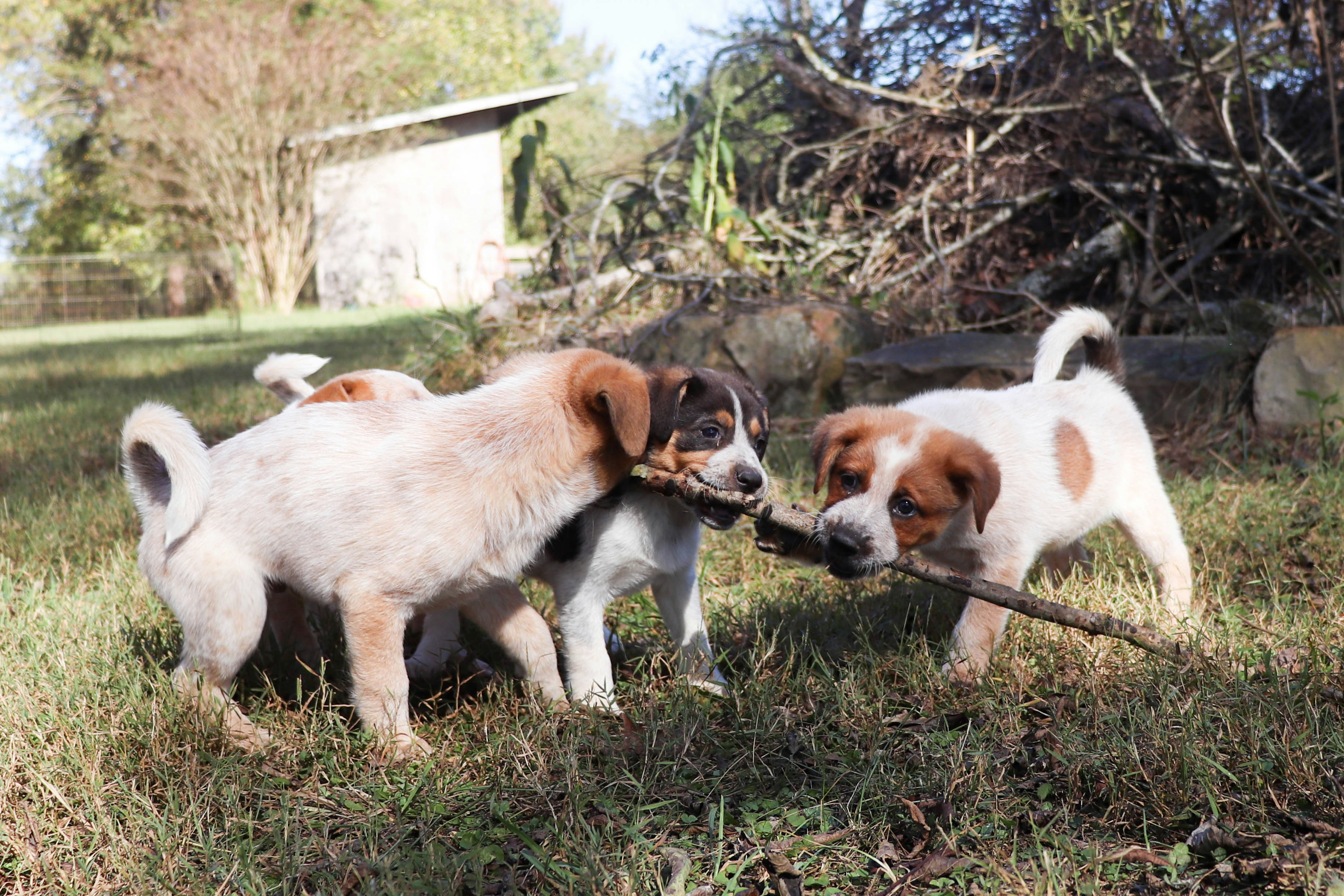 Three playful puppies engaging in a tug-of-war with a stick in a sunlit yard, surrounded by greenery and a rustic backdrop.