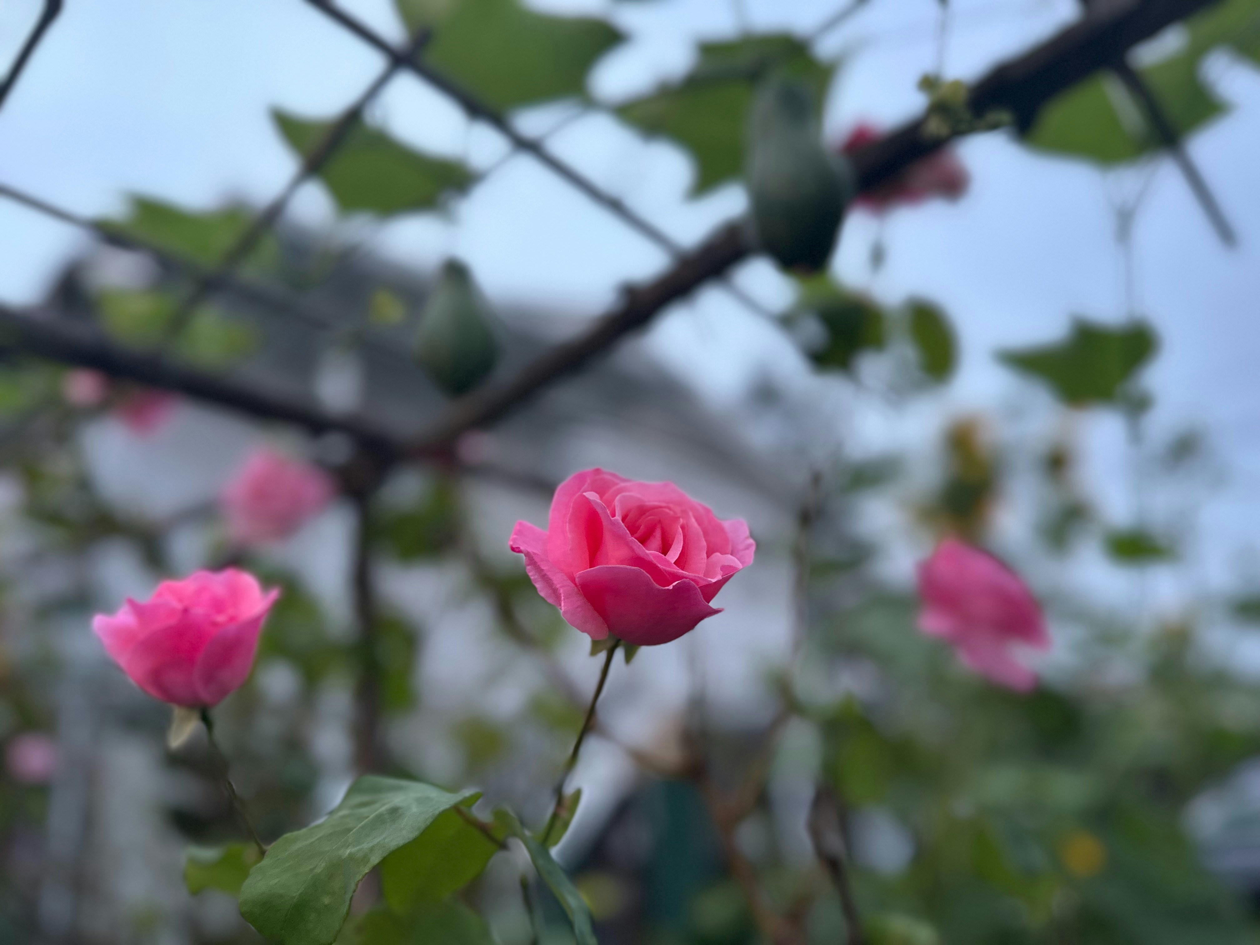 Whispers of Spring: A Floral Embrace