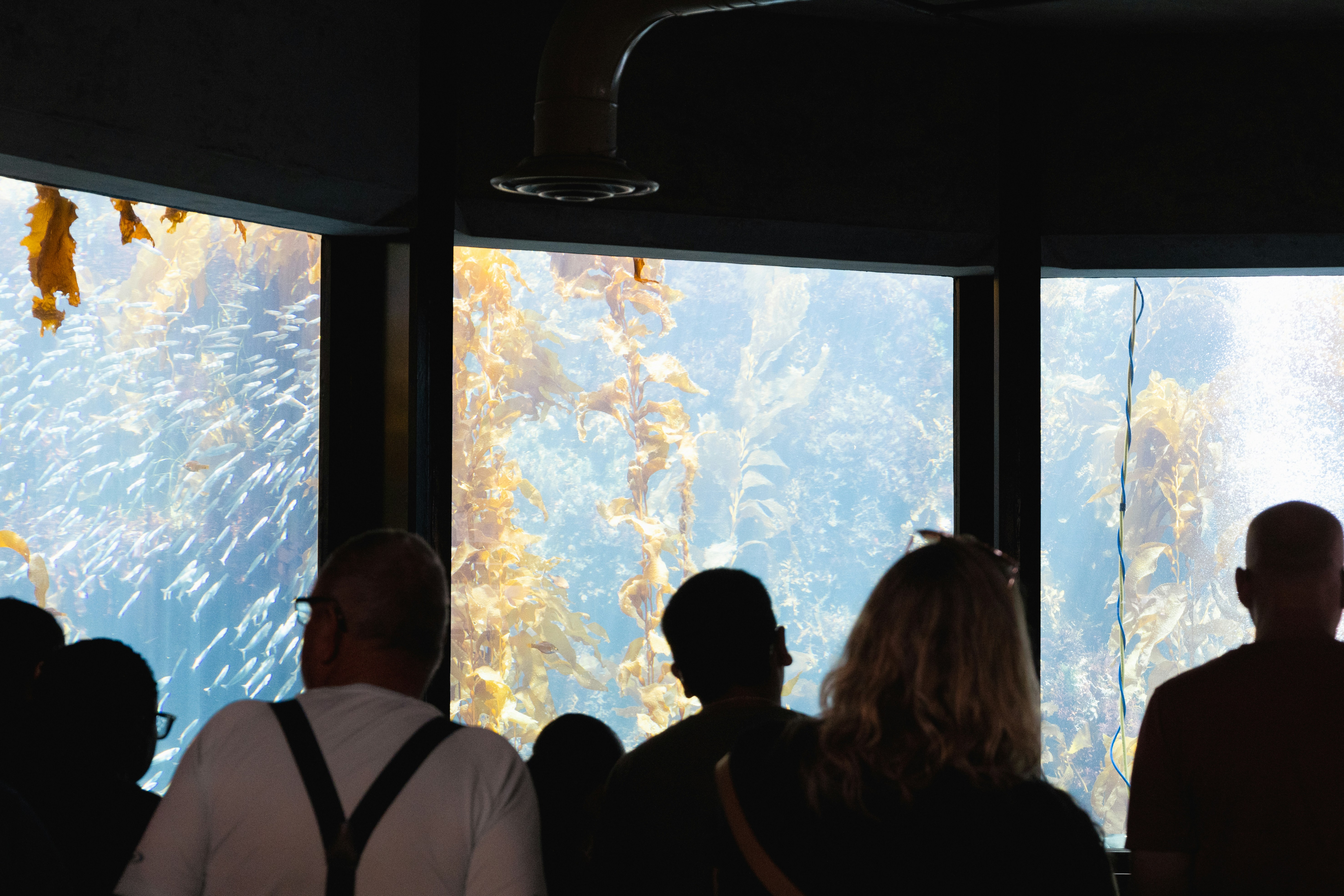 Underwater Whispers: A Glimpse into the Ocean's Depths