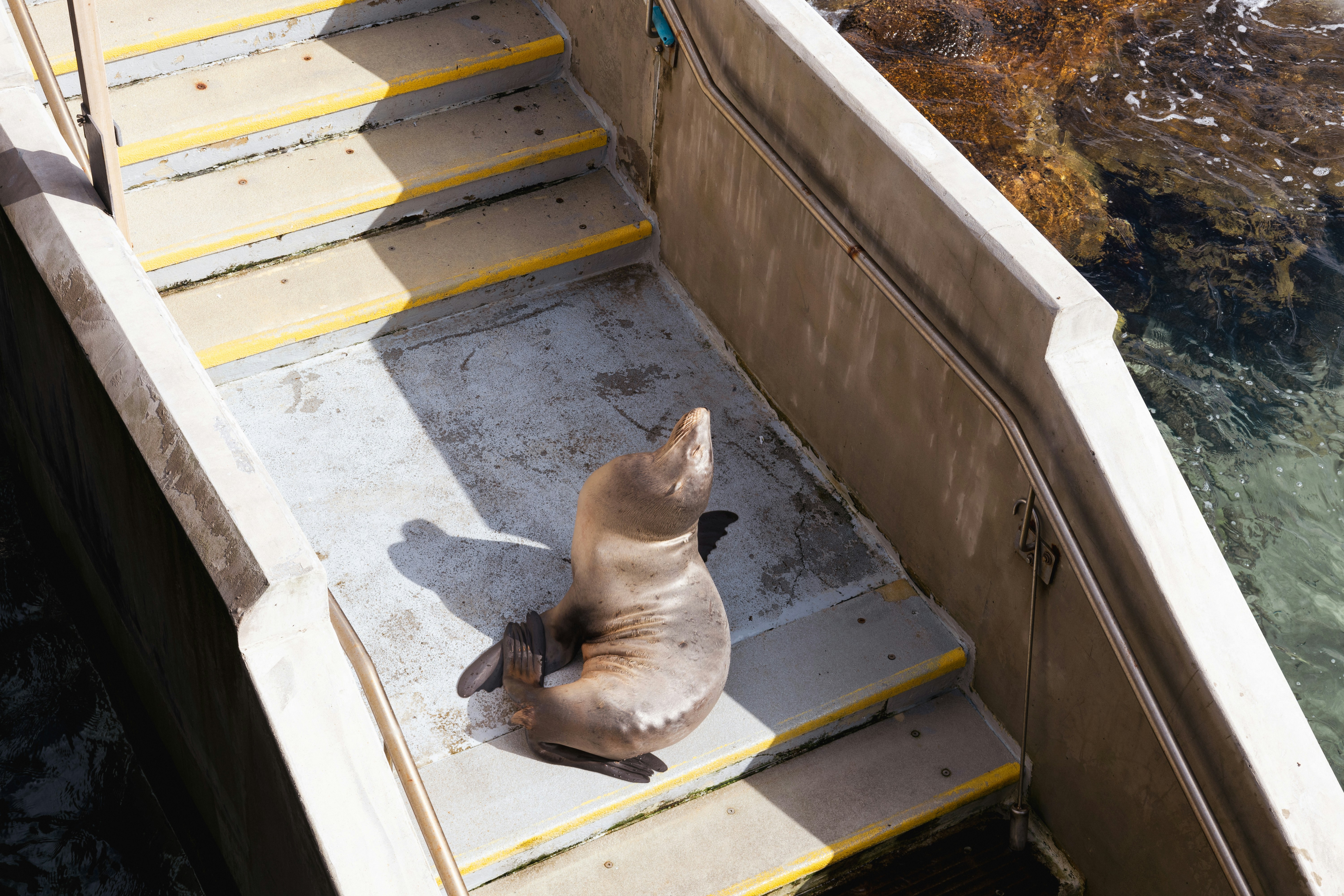 Sunlit Serenity: A Sea Lion's Moment on the Steps