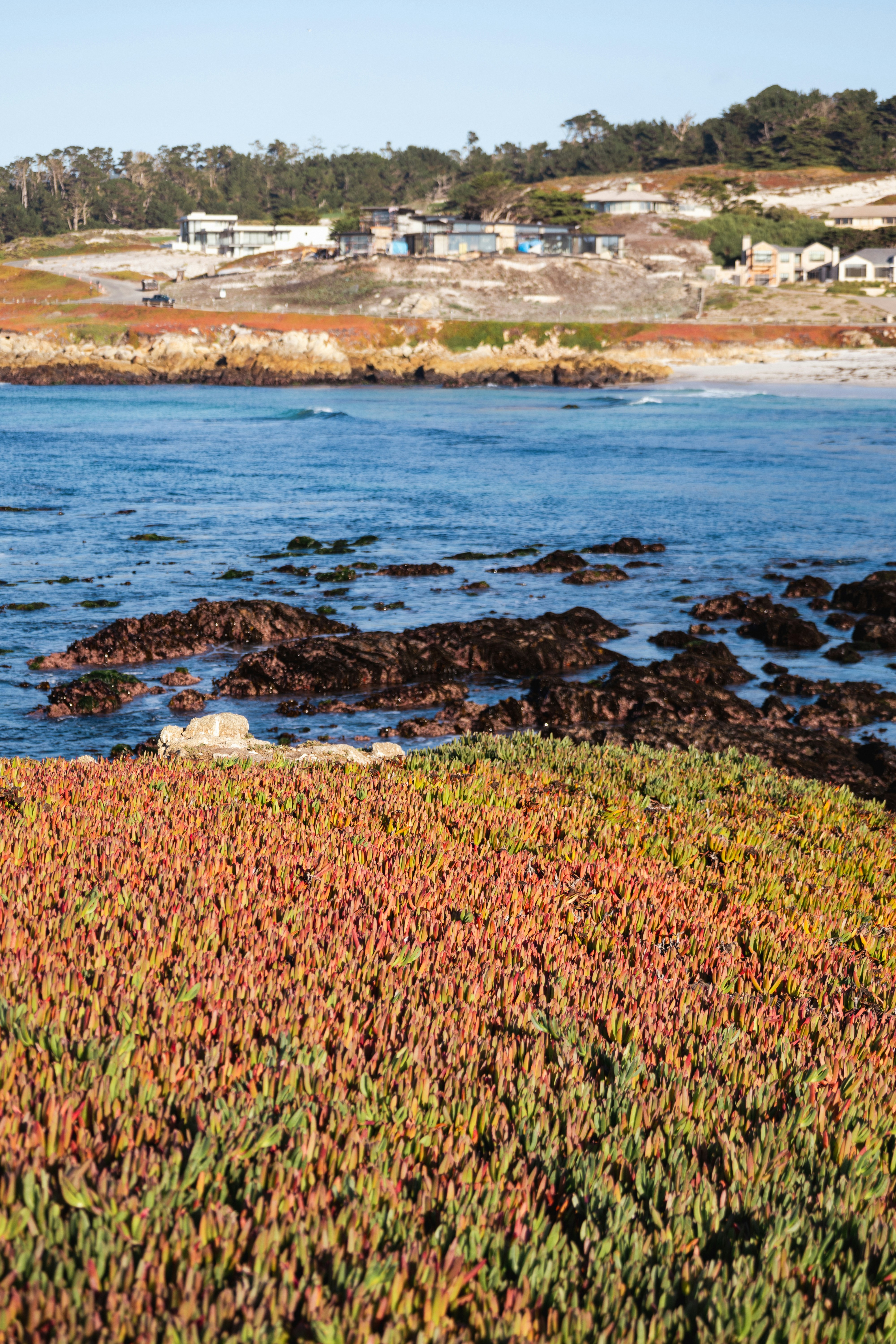Verdant Tide: Succulent Foreground Framing a Quiet Coastal Village