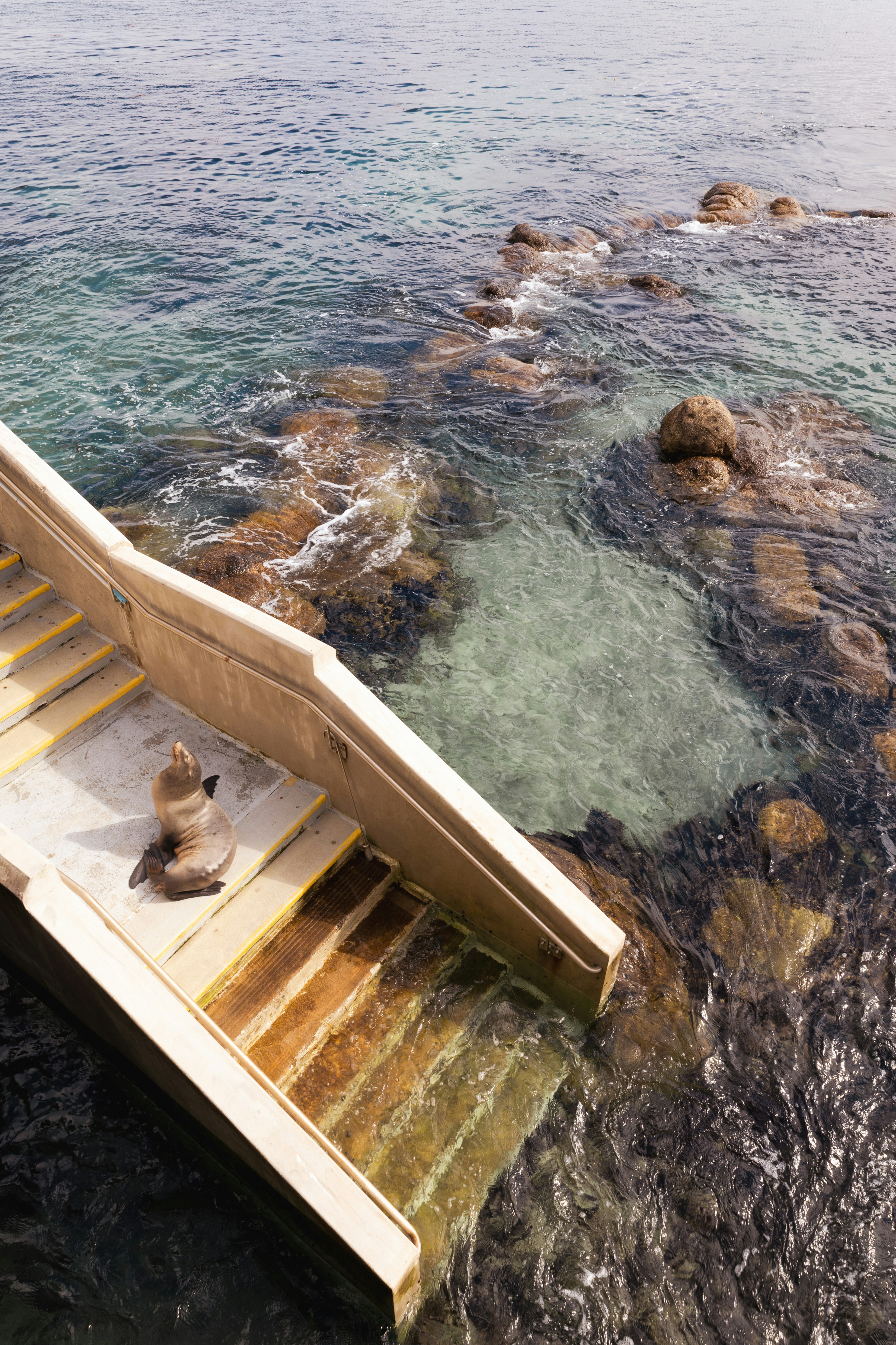 Stairway to the Tide: A Seaside Cat's Quiet Vigil