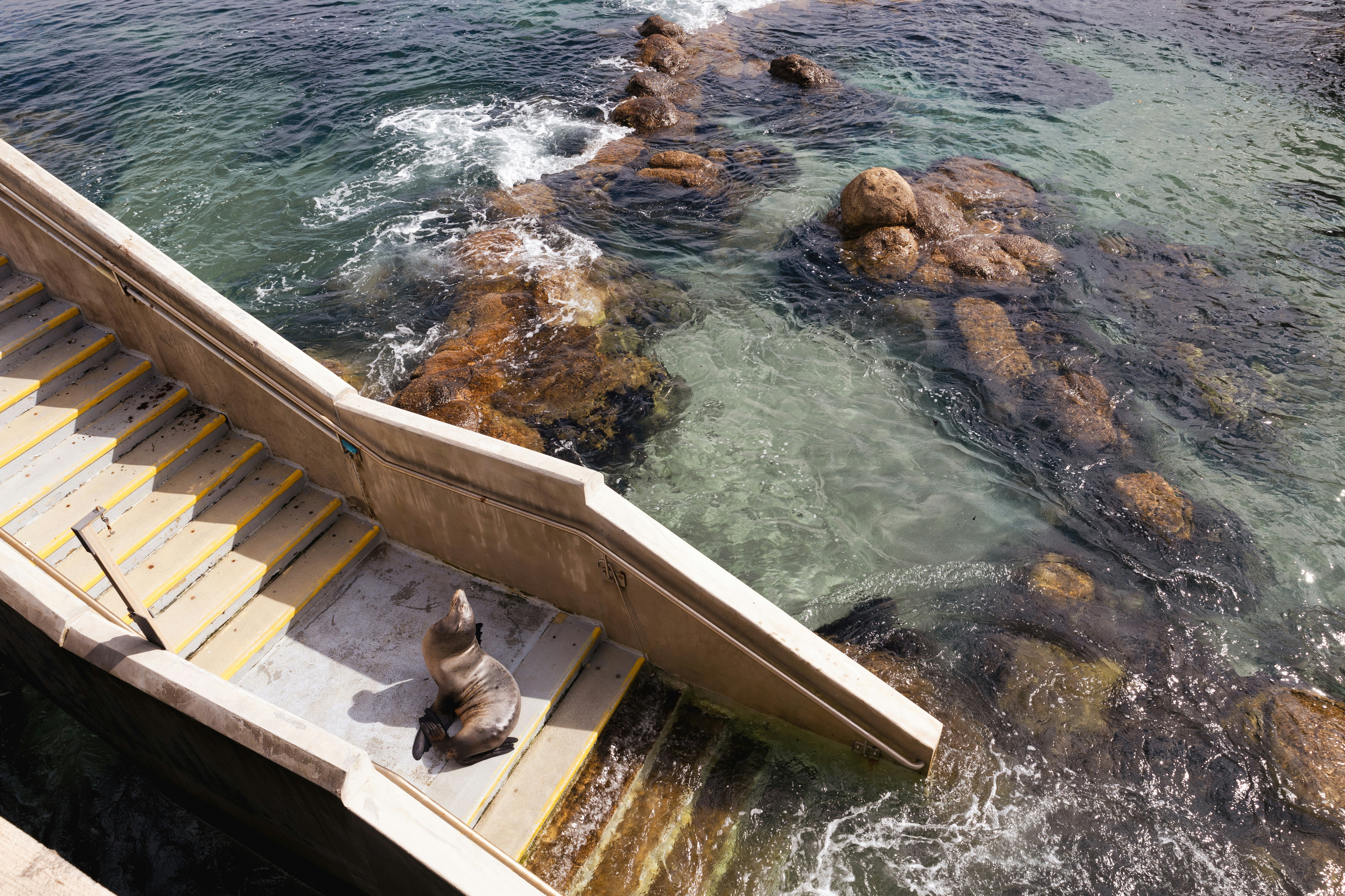 Sunlit Steps and a Dozing Seal by the Sea