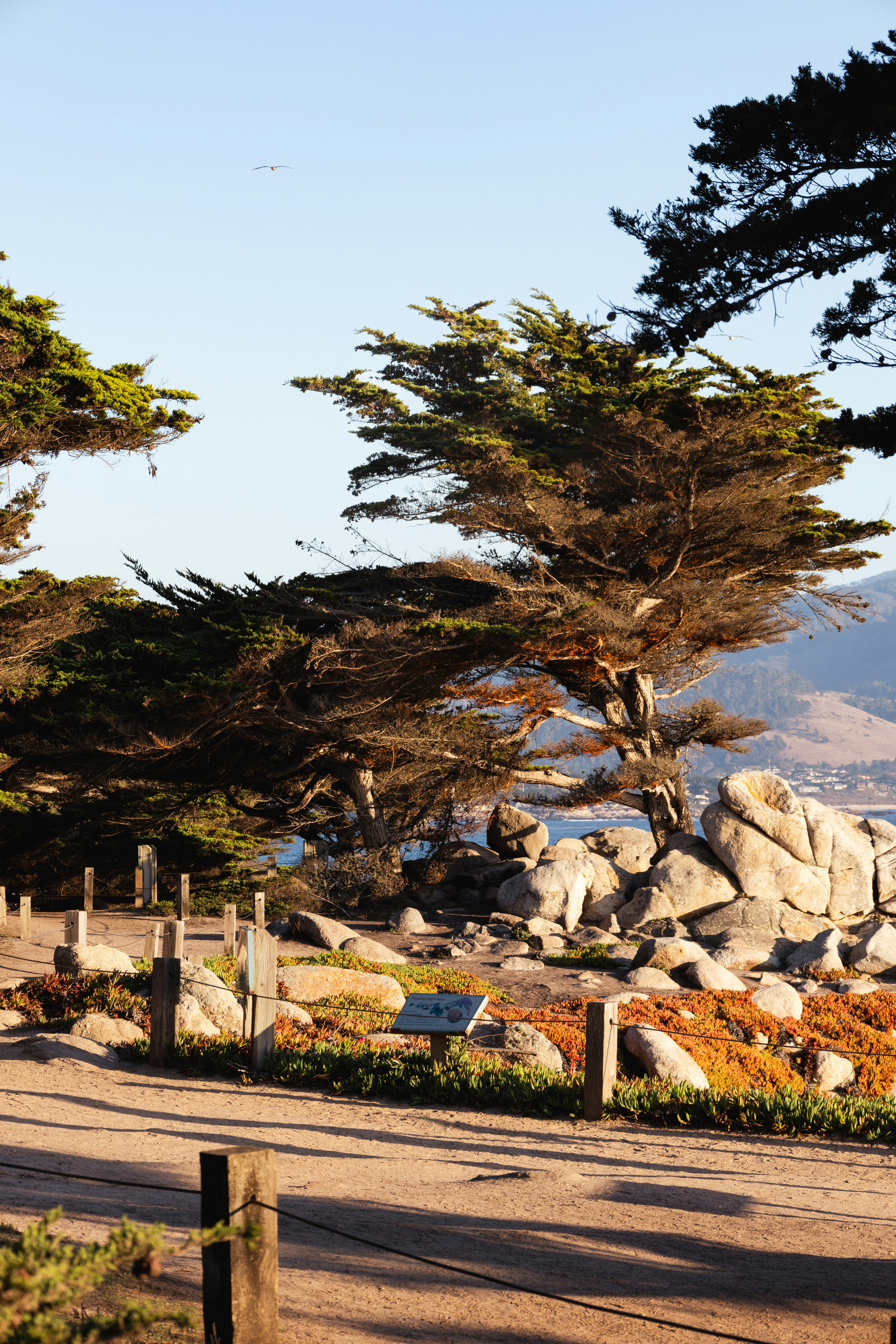 Windward Pines Guard the Granite Shore at Golden Hour