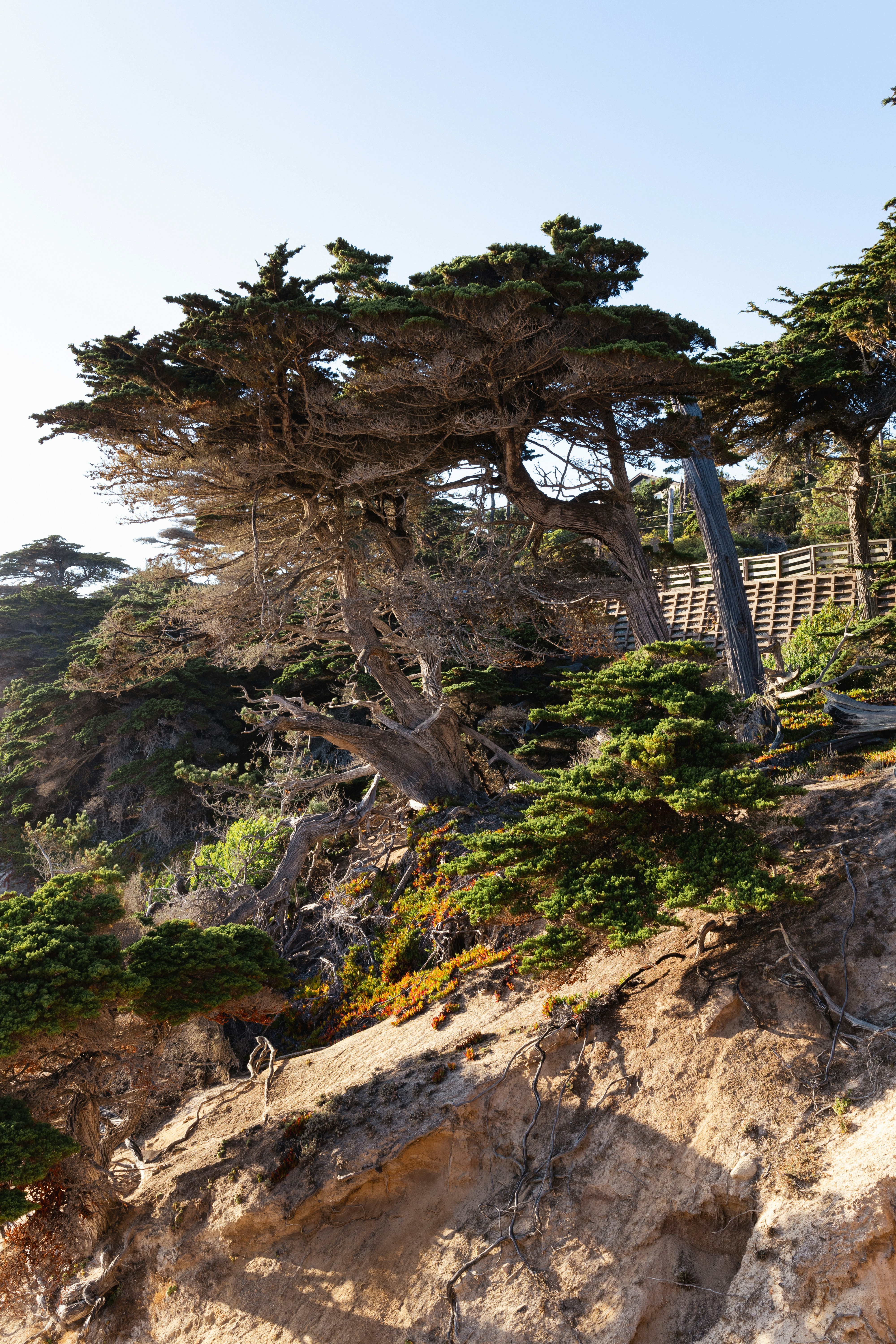Windward Pines Guard a Cliffside Trail