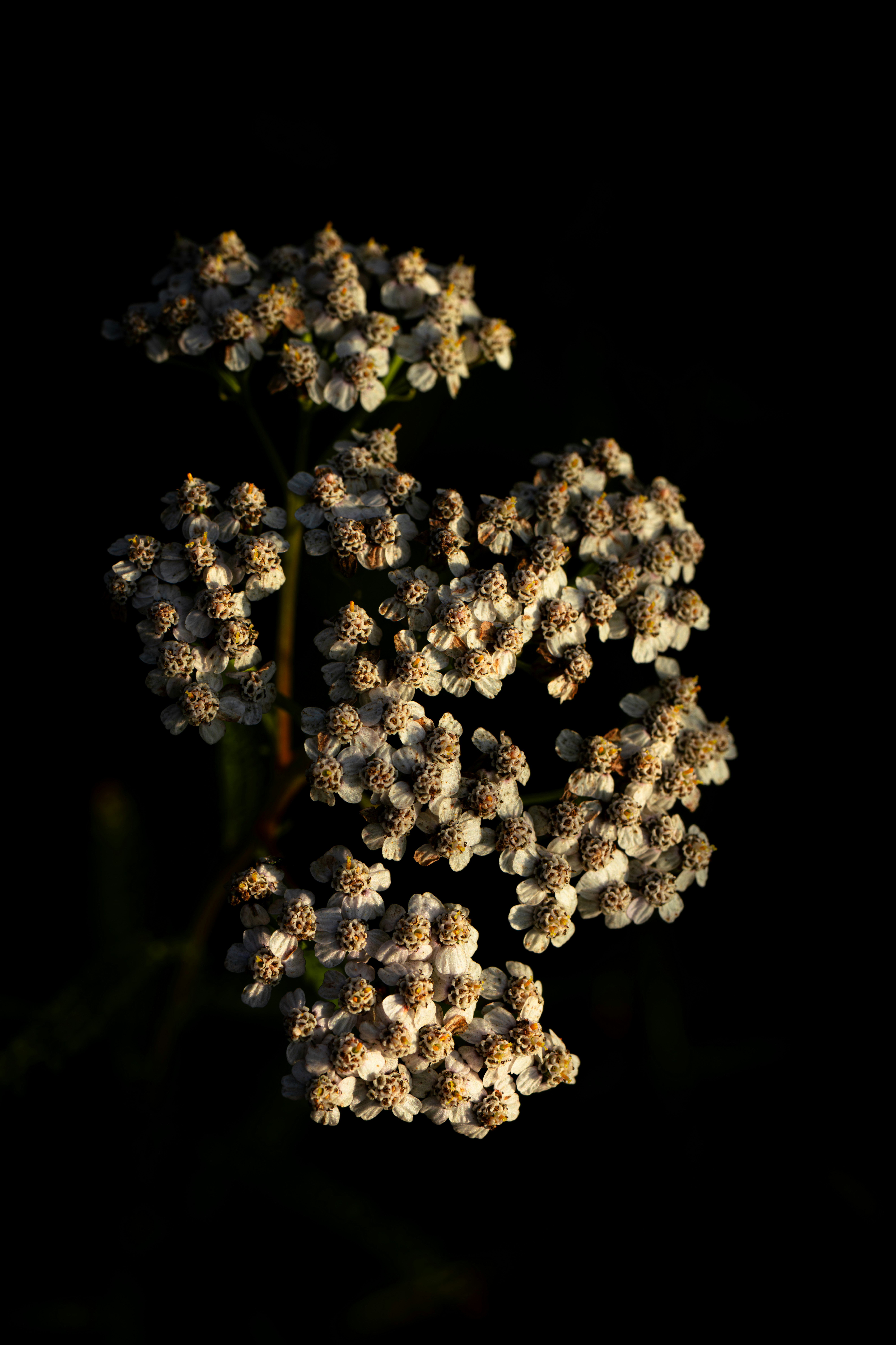 Whispers of Nature's Palette