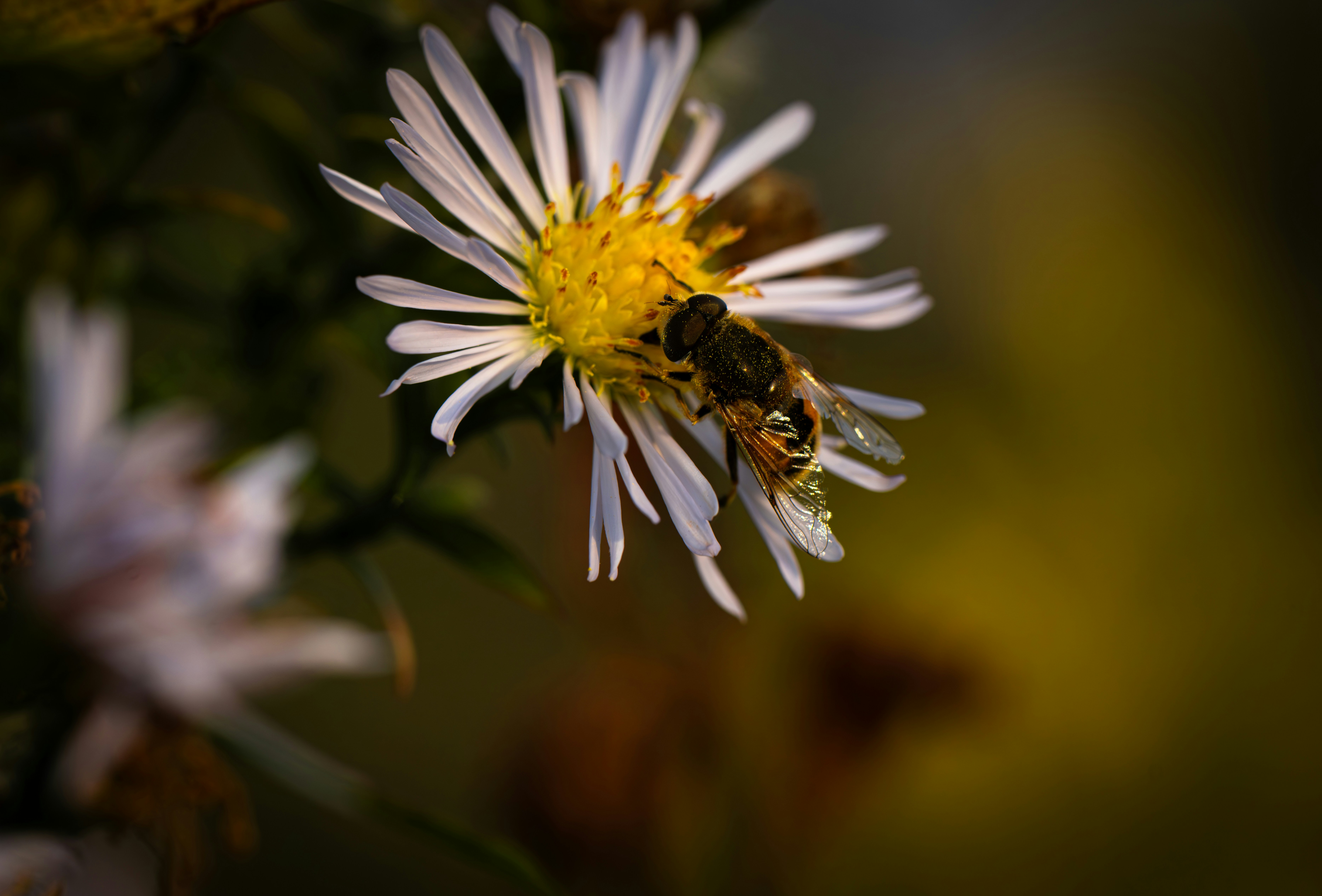 A Delicate Dance with Nature's Pollinator
