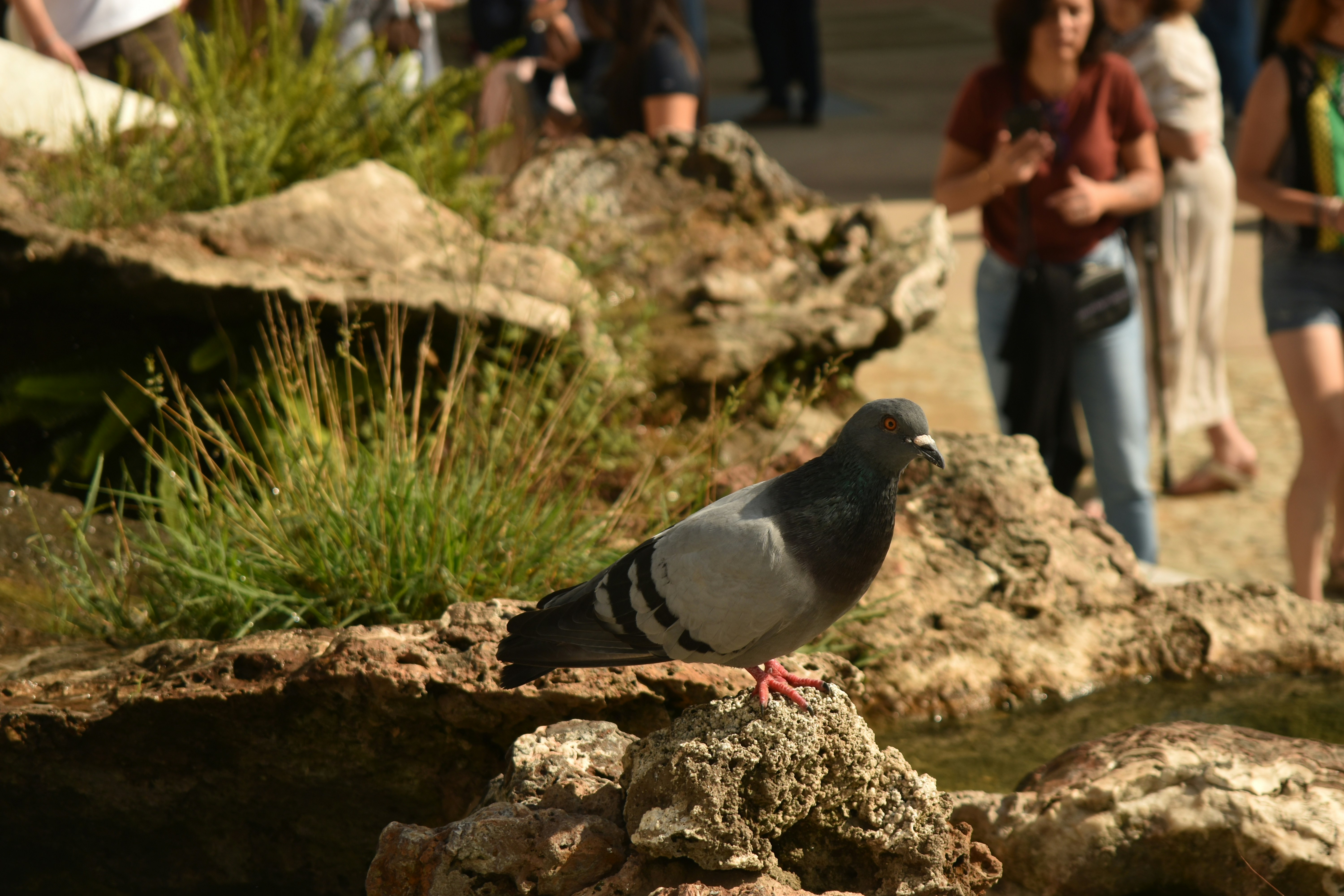 Urban Sentinel: The Pigeon’s Perch