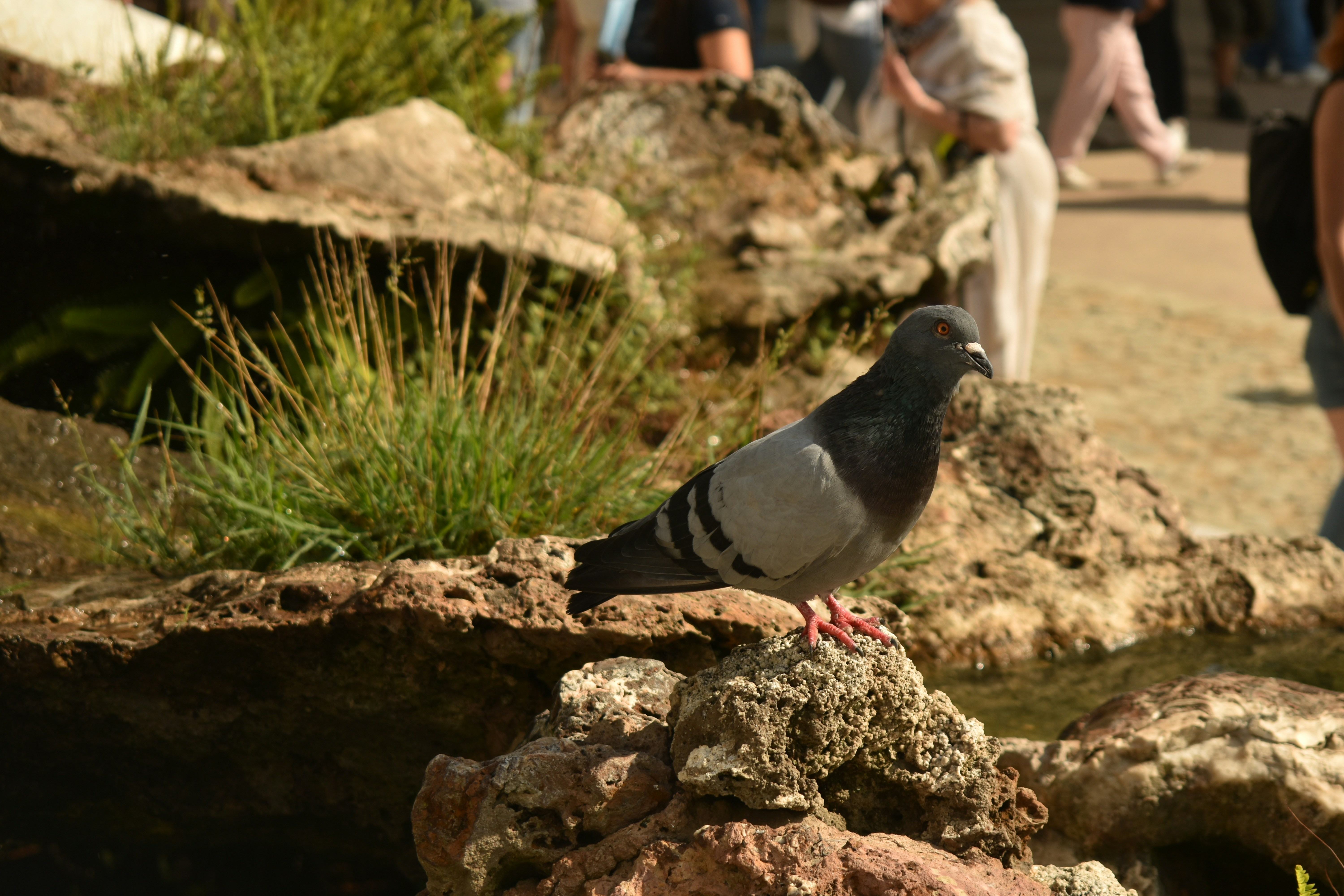 Urban Avian Serenity Amidst the Chaos