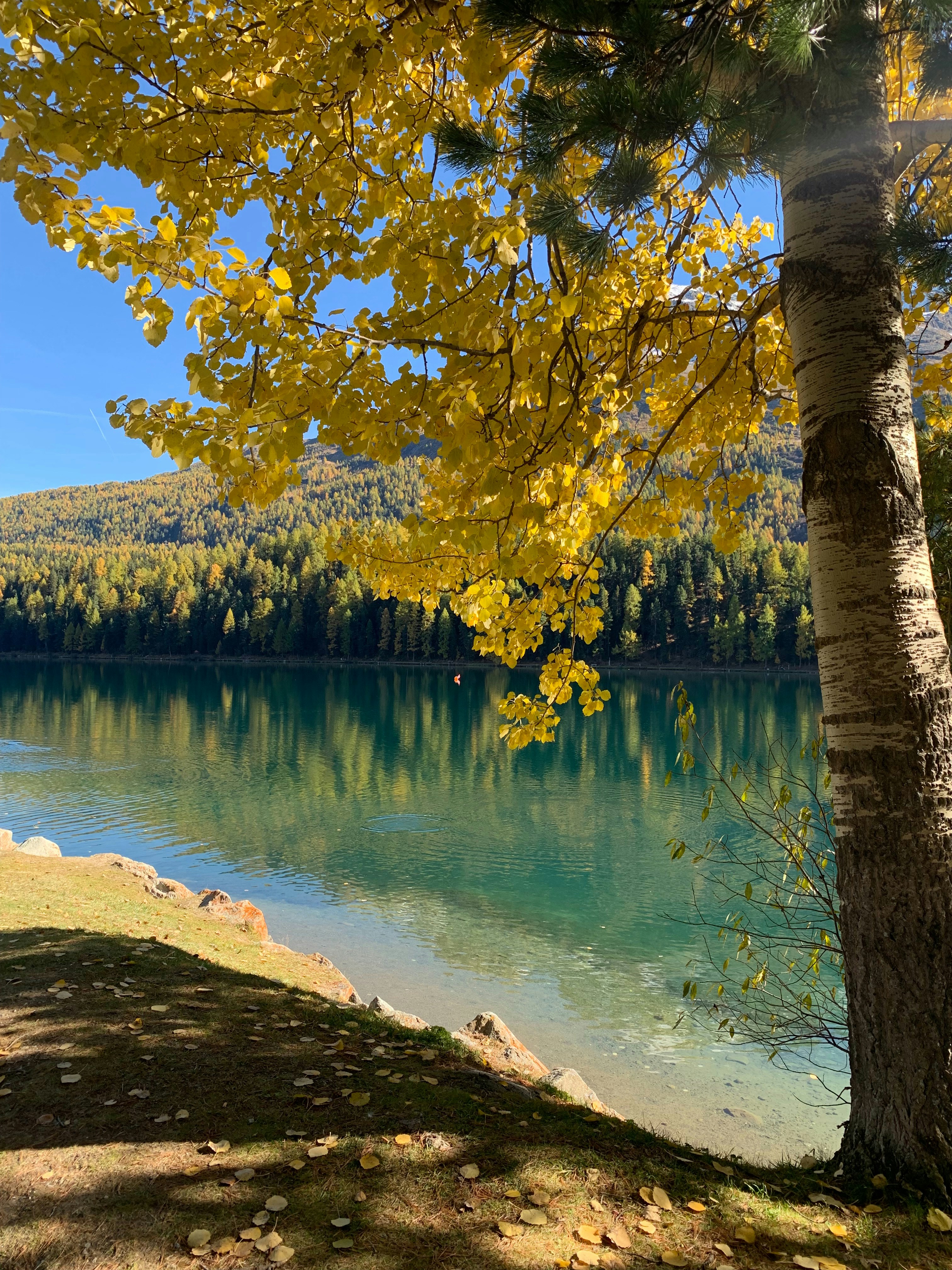 Gold Canopy Over a Turquoise Alpine Lake