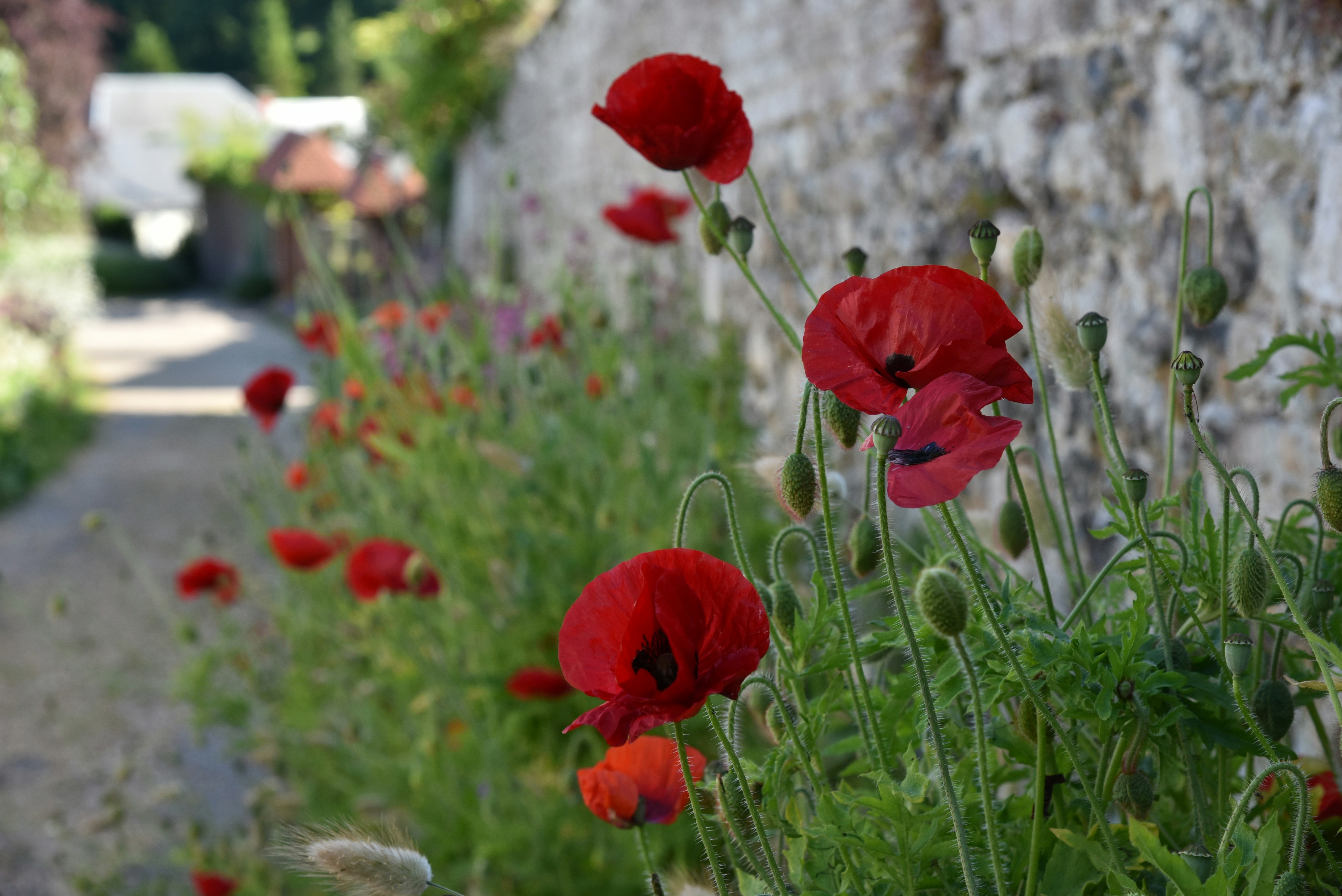 Whispers of the Poppy Pathway