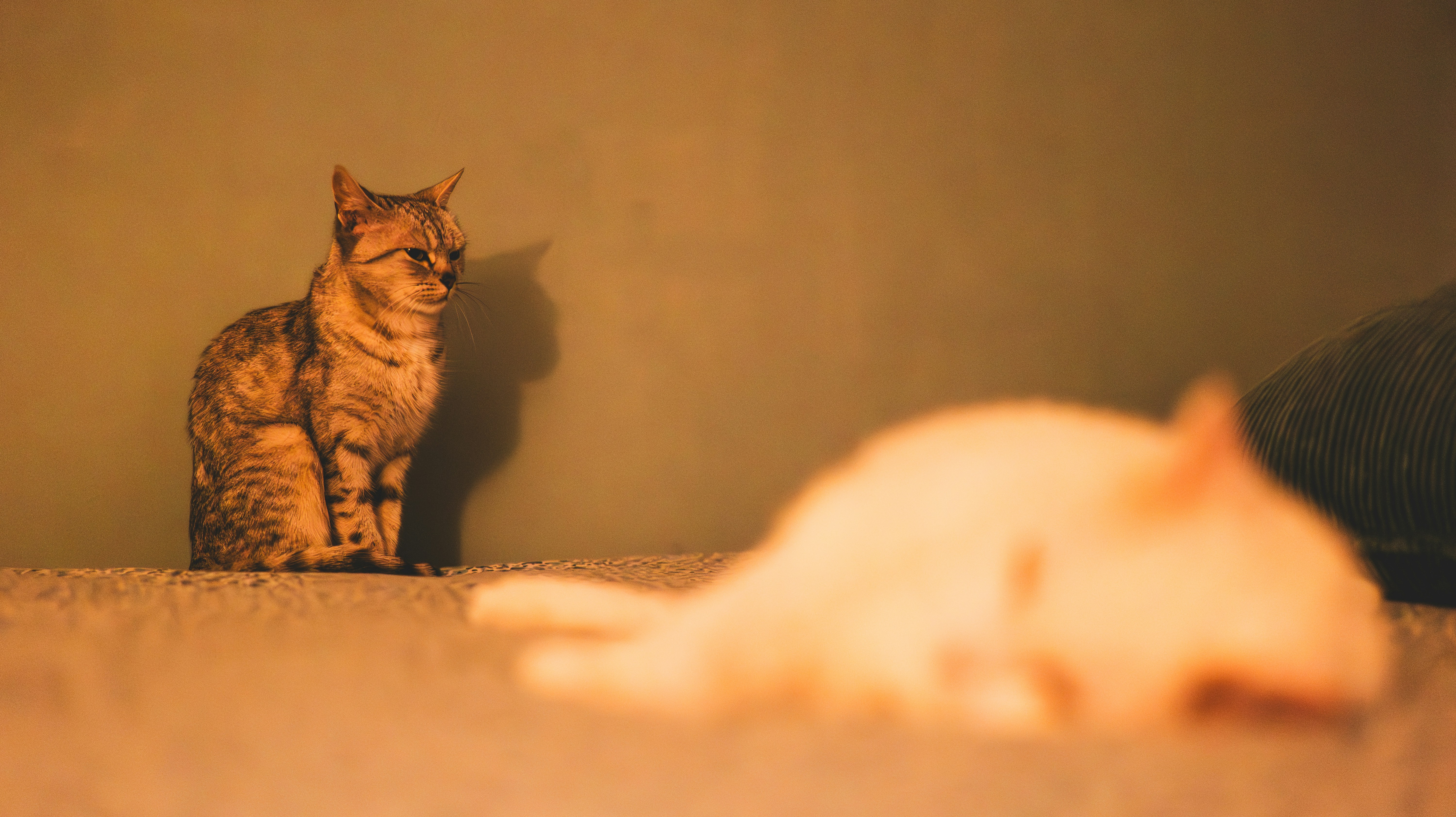 Chat se reposant sur un lit. | Two cats on a couch with warm lighting