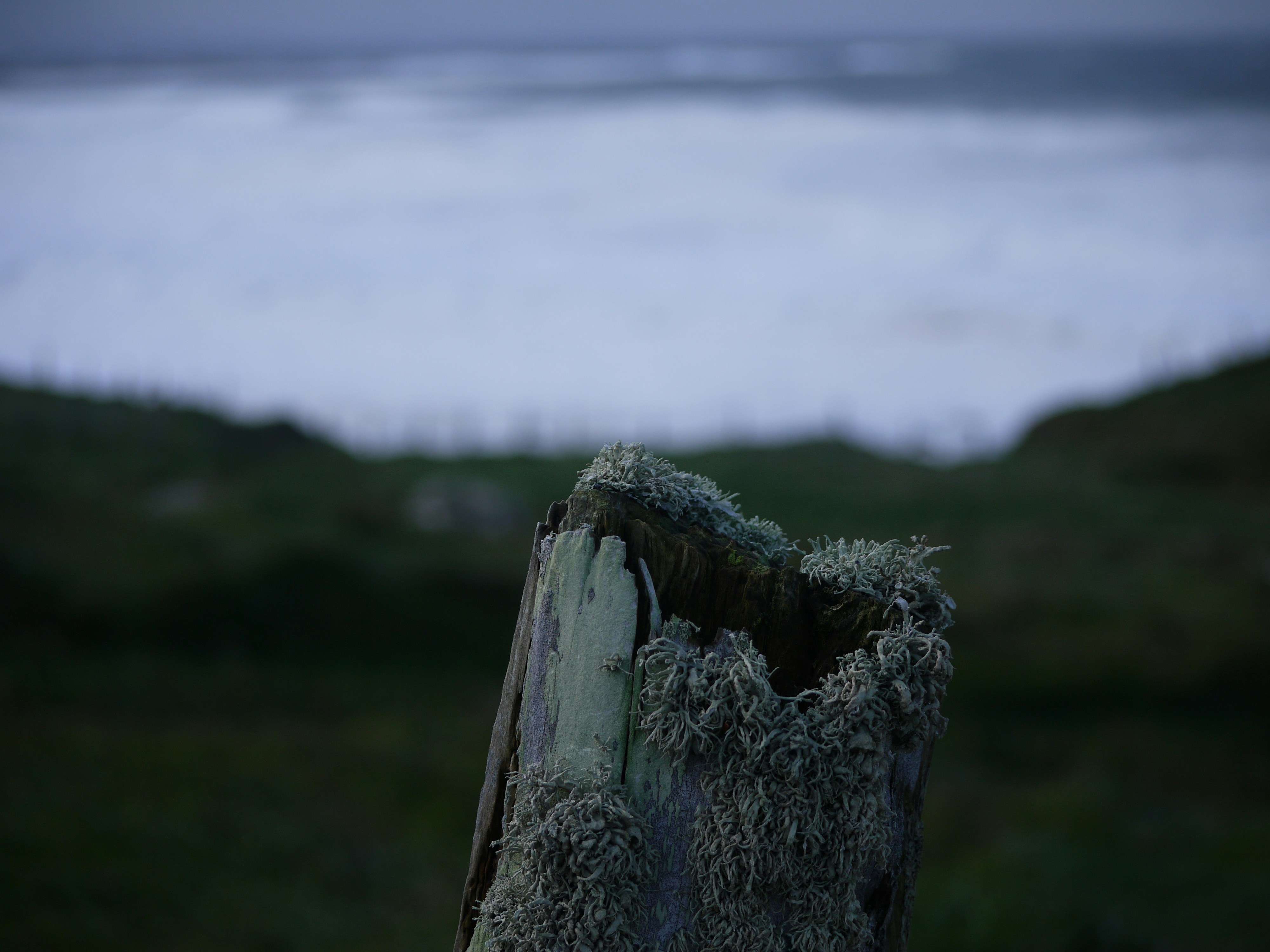 Nature's Weathered Sentinel