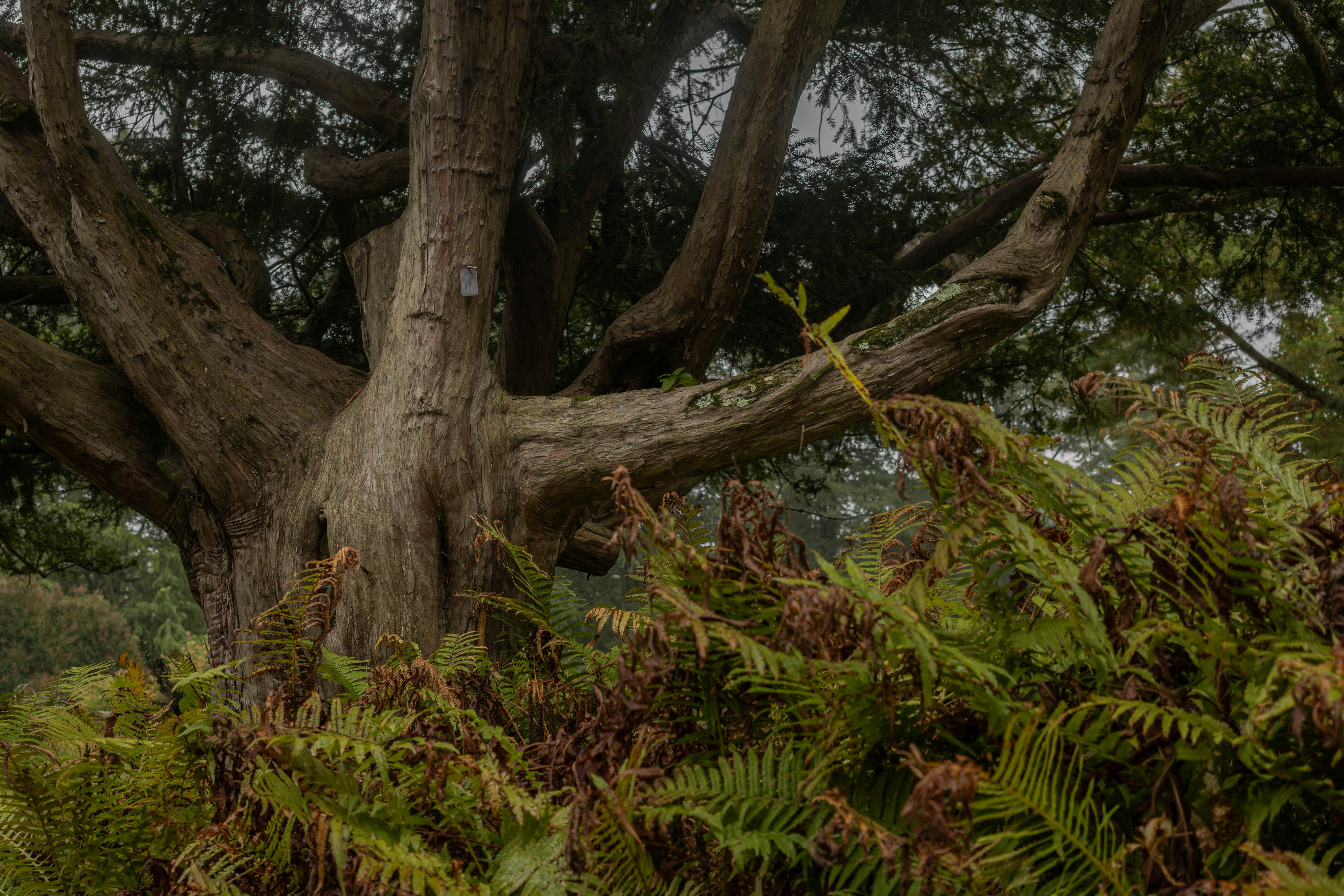 Tronco de árbol antiguo con exuberantes helechos verdes en primer plano ...