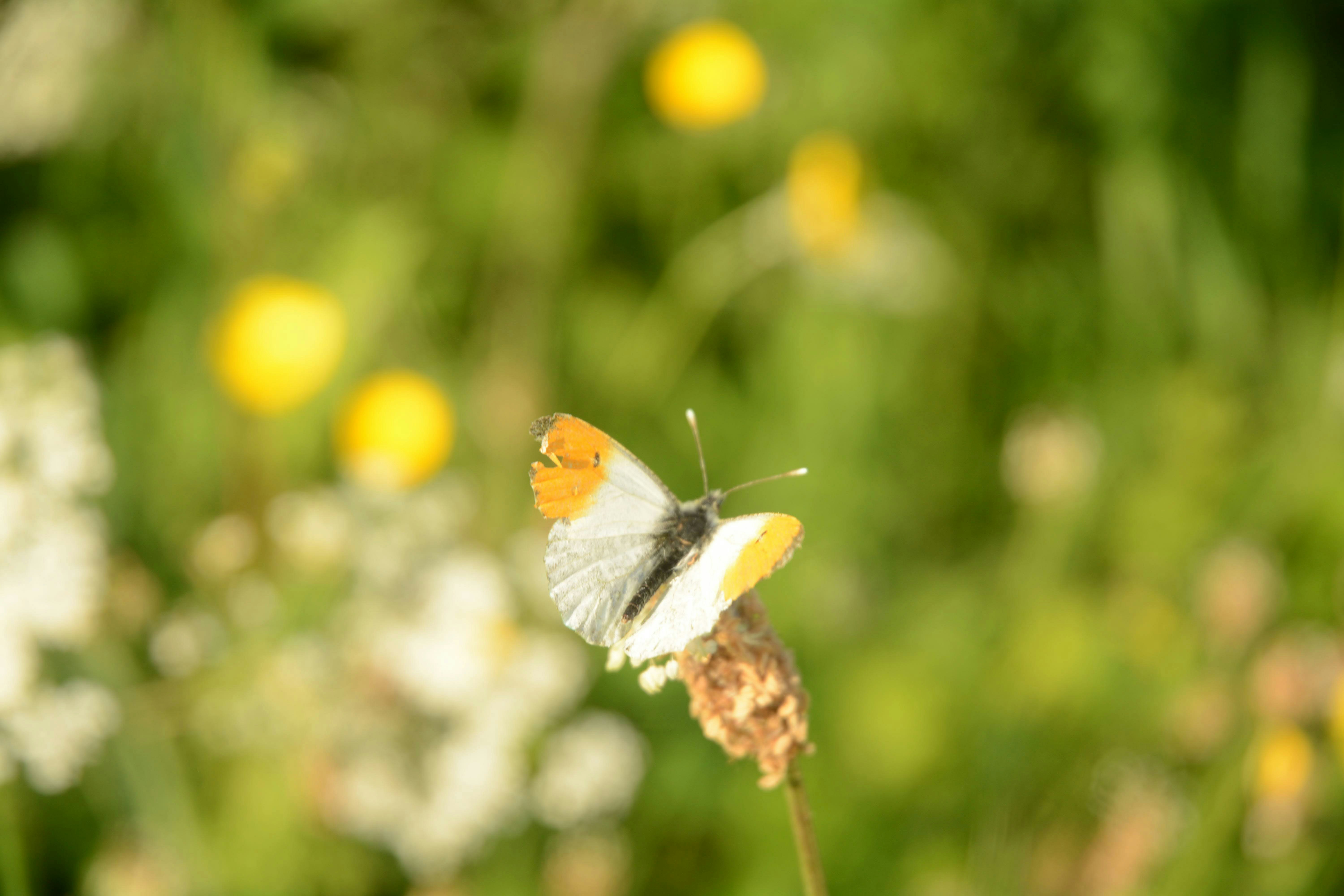 Orange tip butterfly on a flower stem.